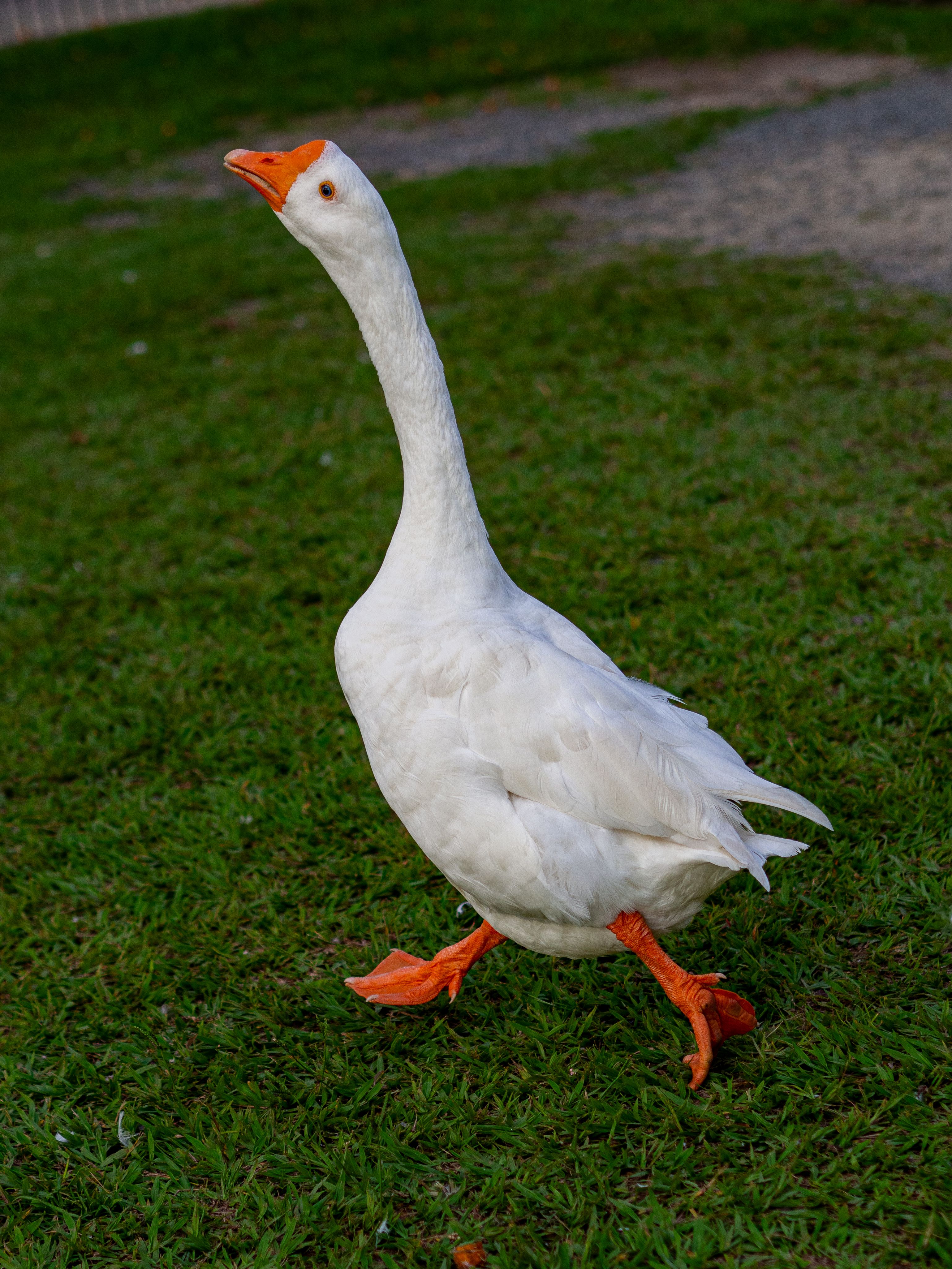 A white goose walking on a grassy field · Free Stock Photo