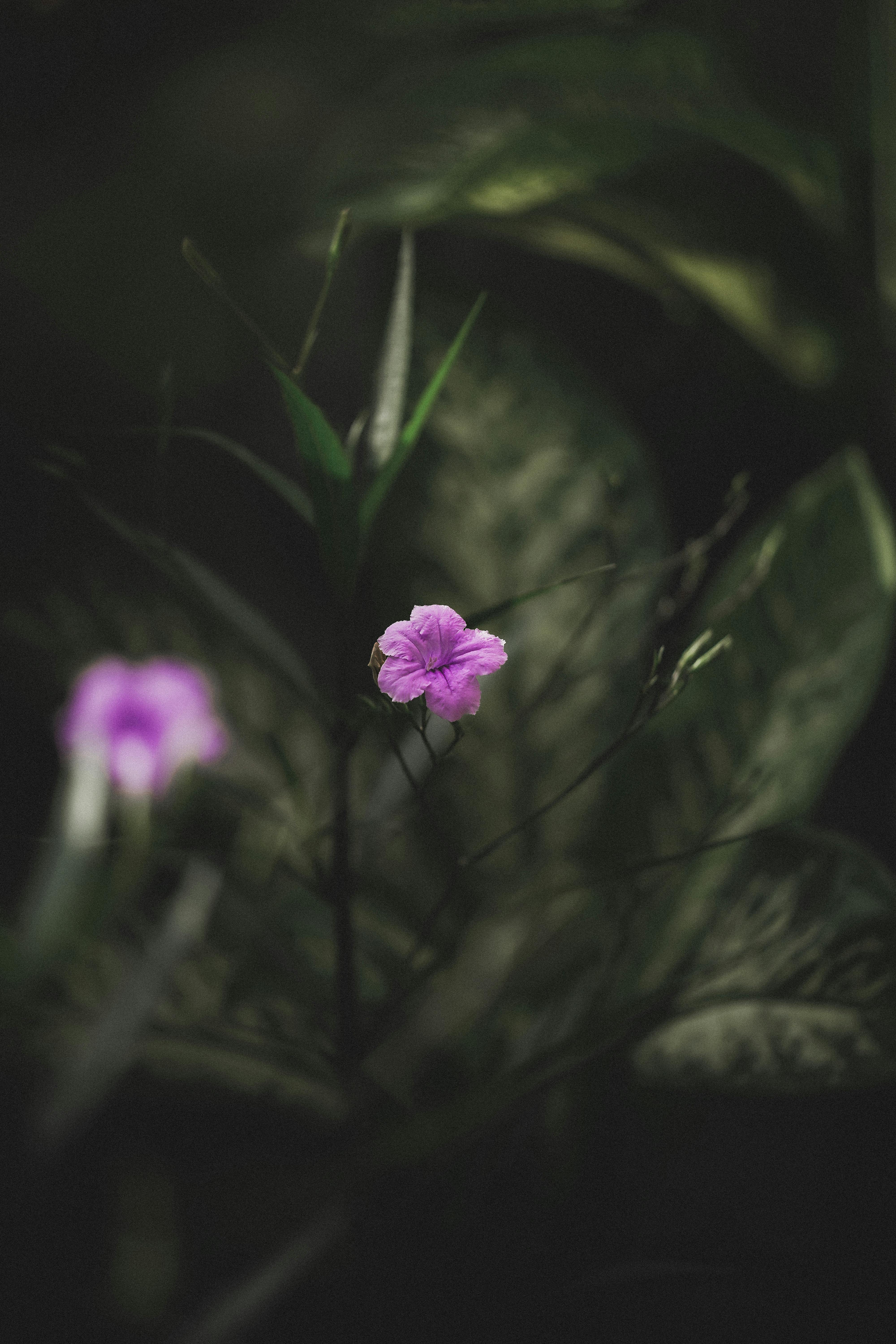 Close-up of a Small Purple Flower of Snapdragon Root · Free Stock Photo