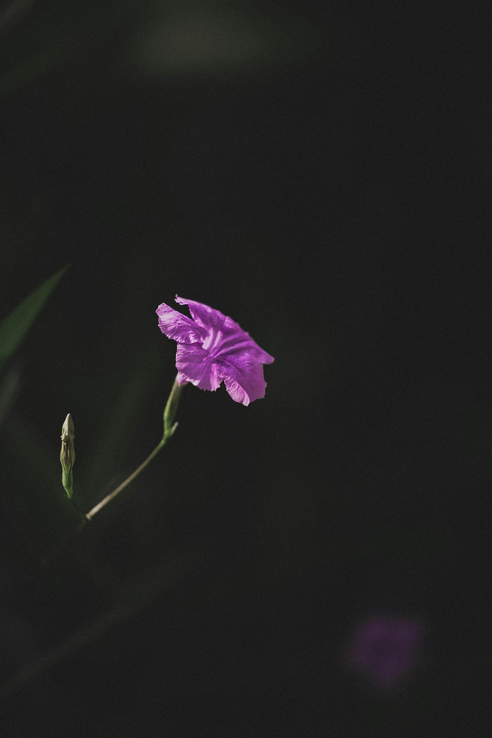 Purple Nature Photos, Download The BEST Free Purple Nature Stock Photos ...