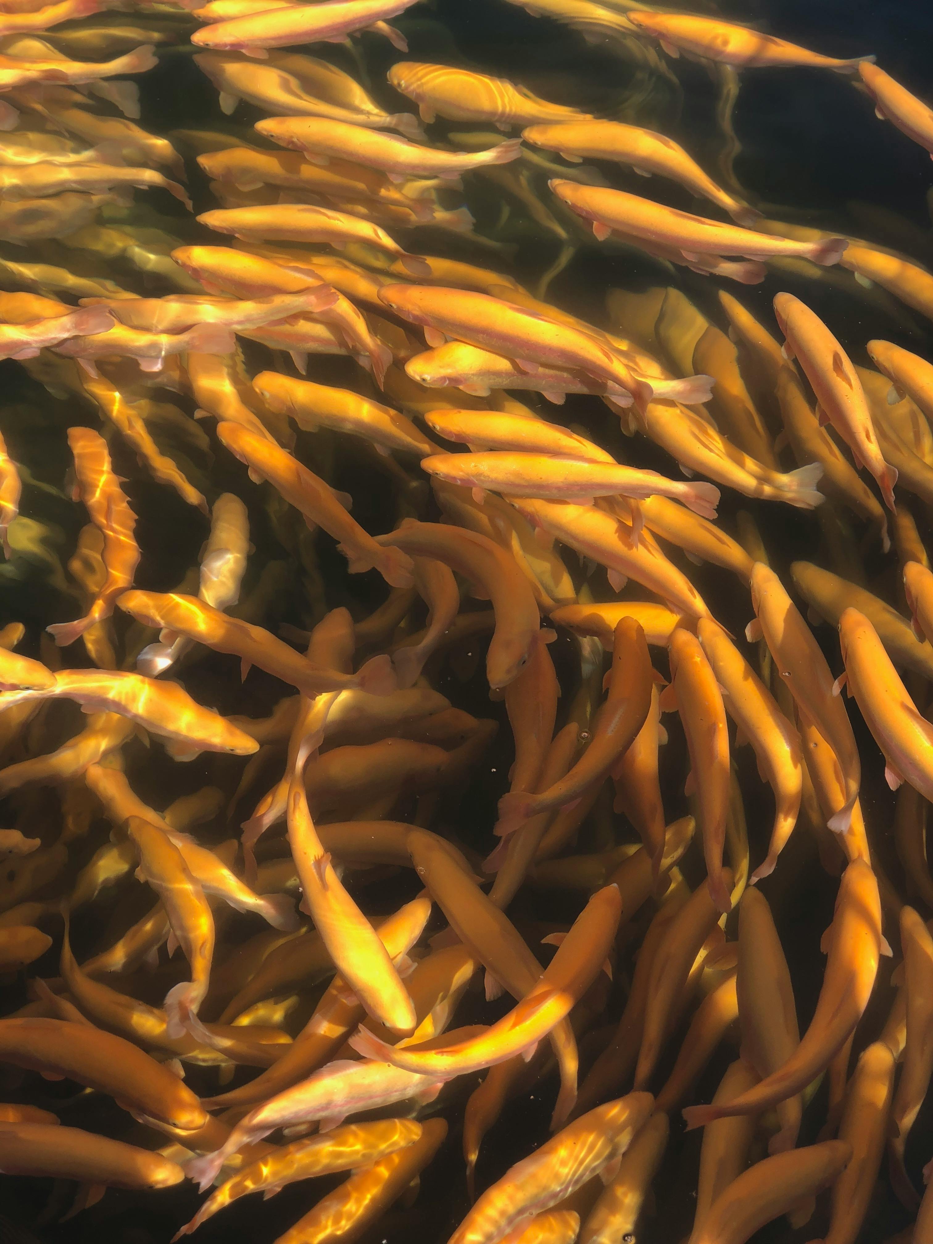 School of Yellow Fish · Free Stock Photo