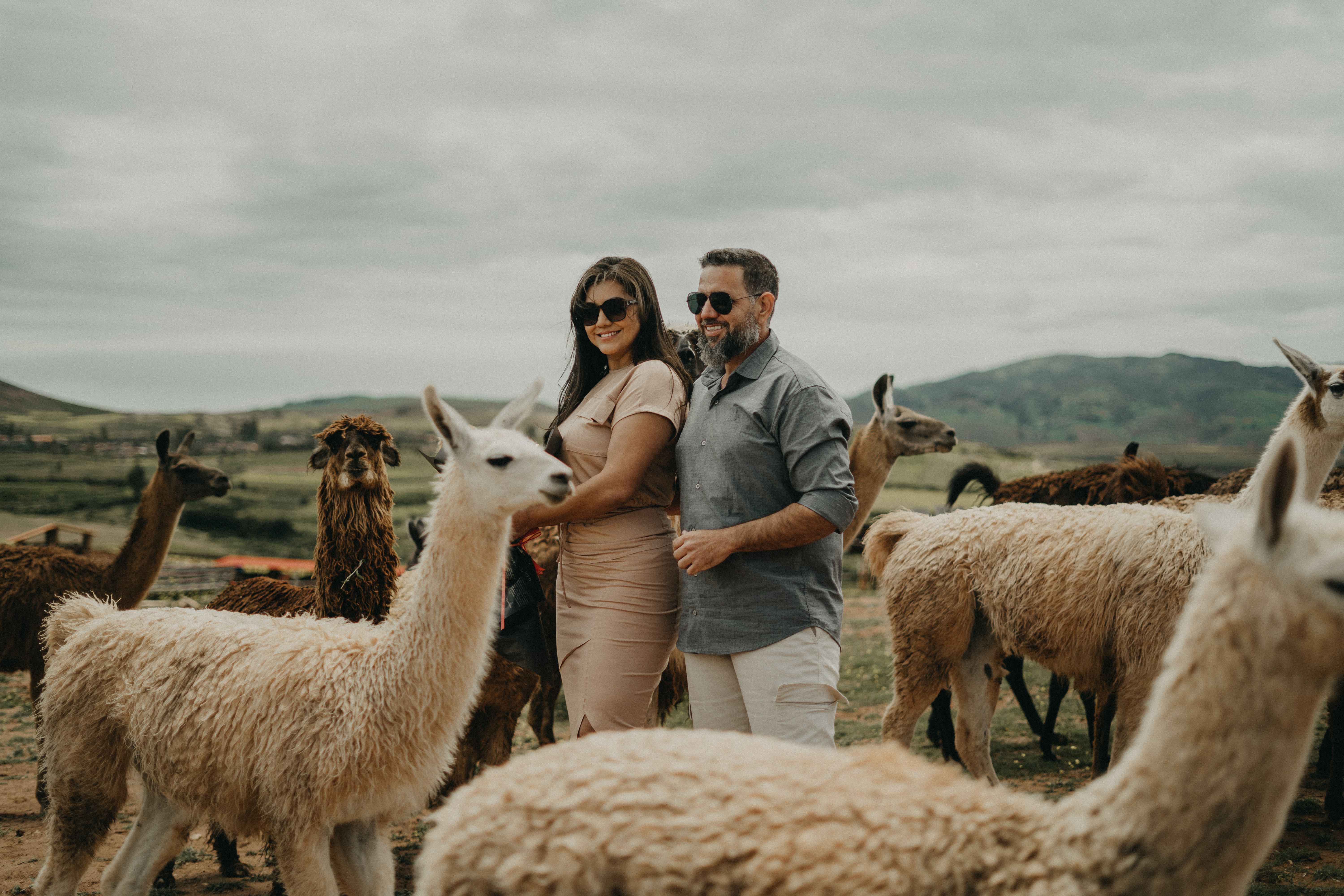 Couple Smiling and Standing Between Alpacas on a Farmland · Free Stock ...