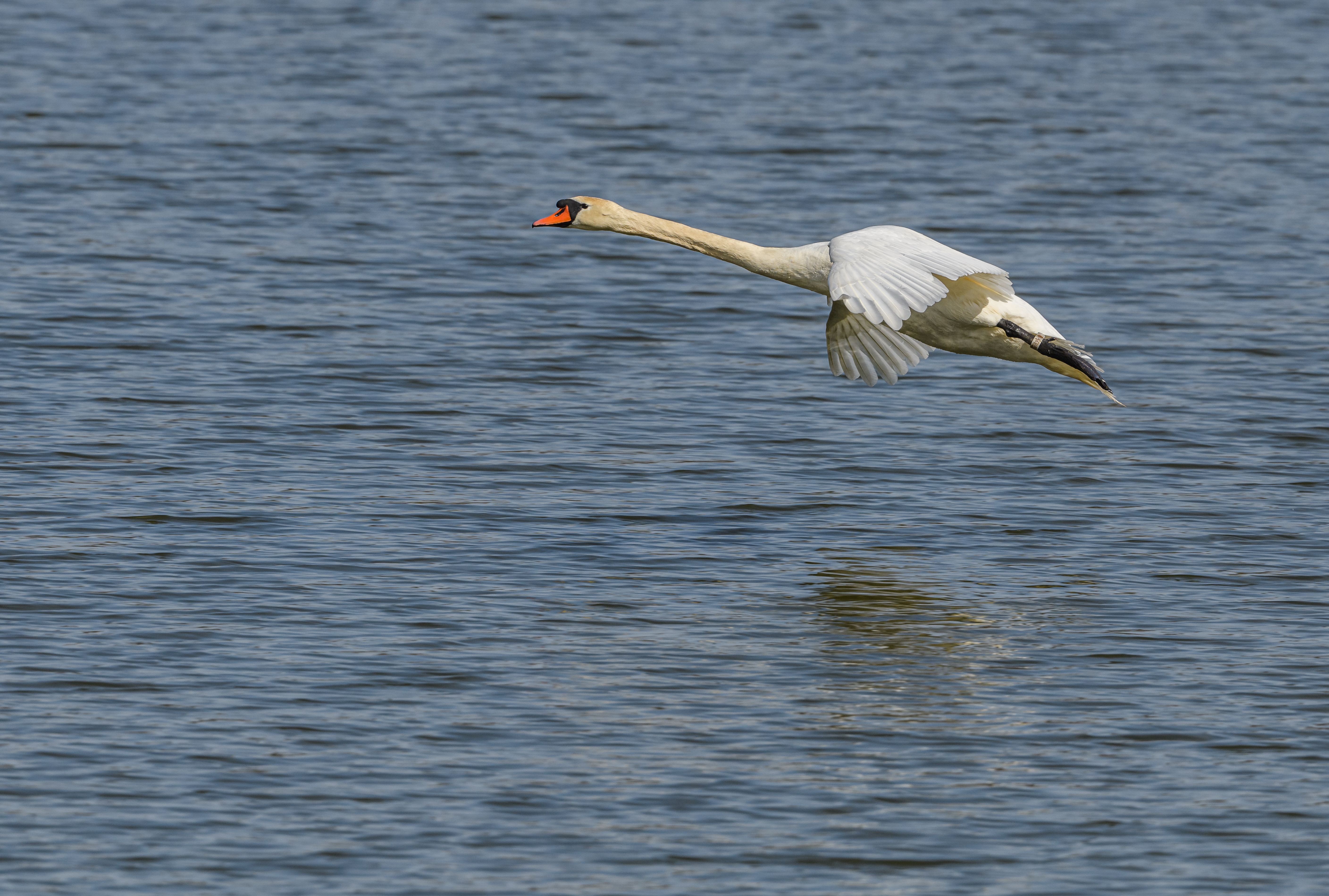 Swan Flying over Lake · Free Stock Photo