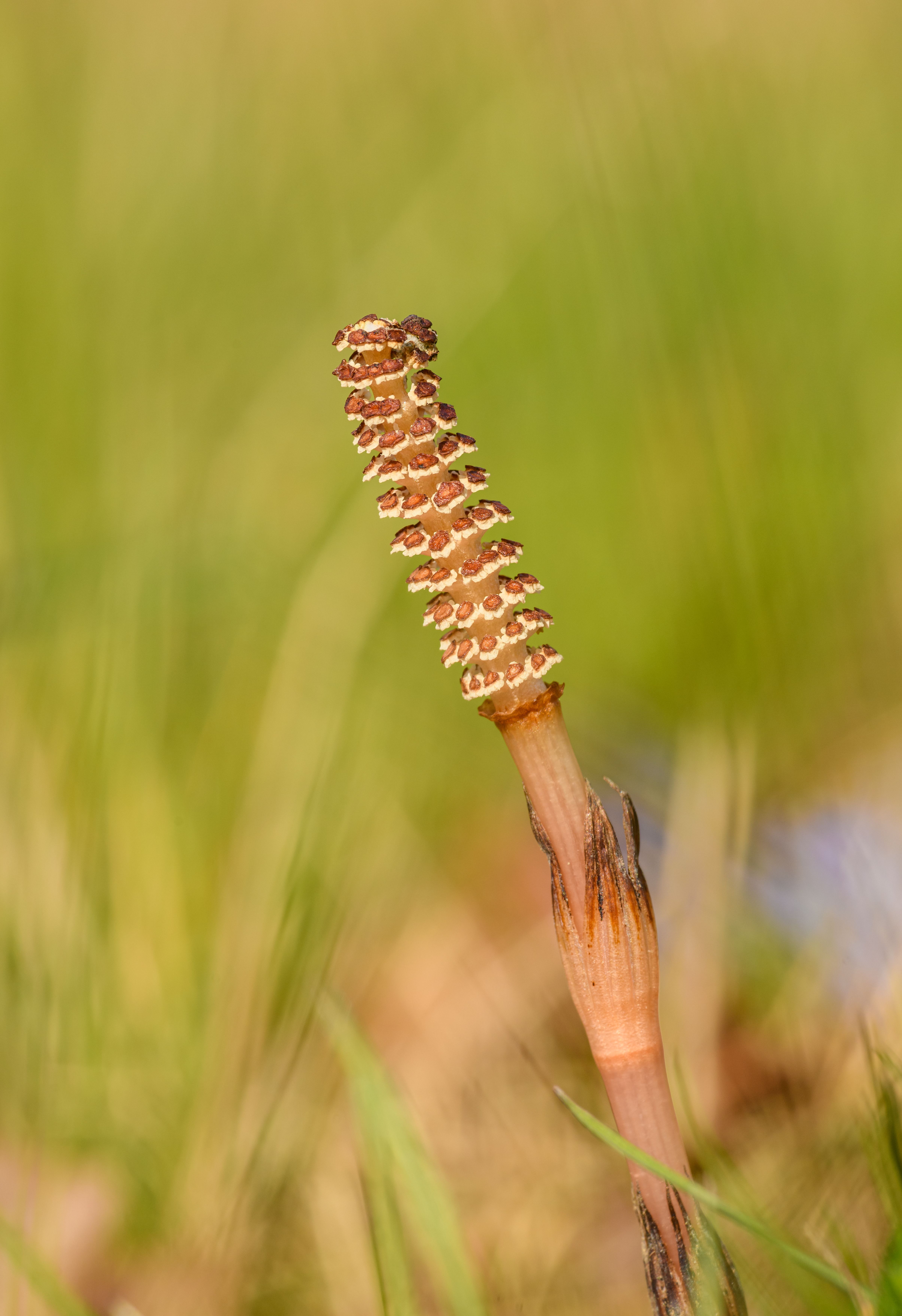 early flower of field or common horsetail (Equisetum arvense) · Free ...