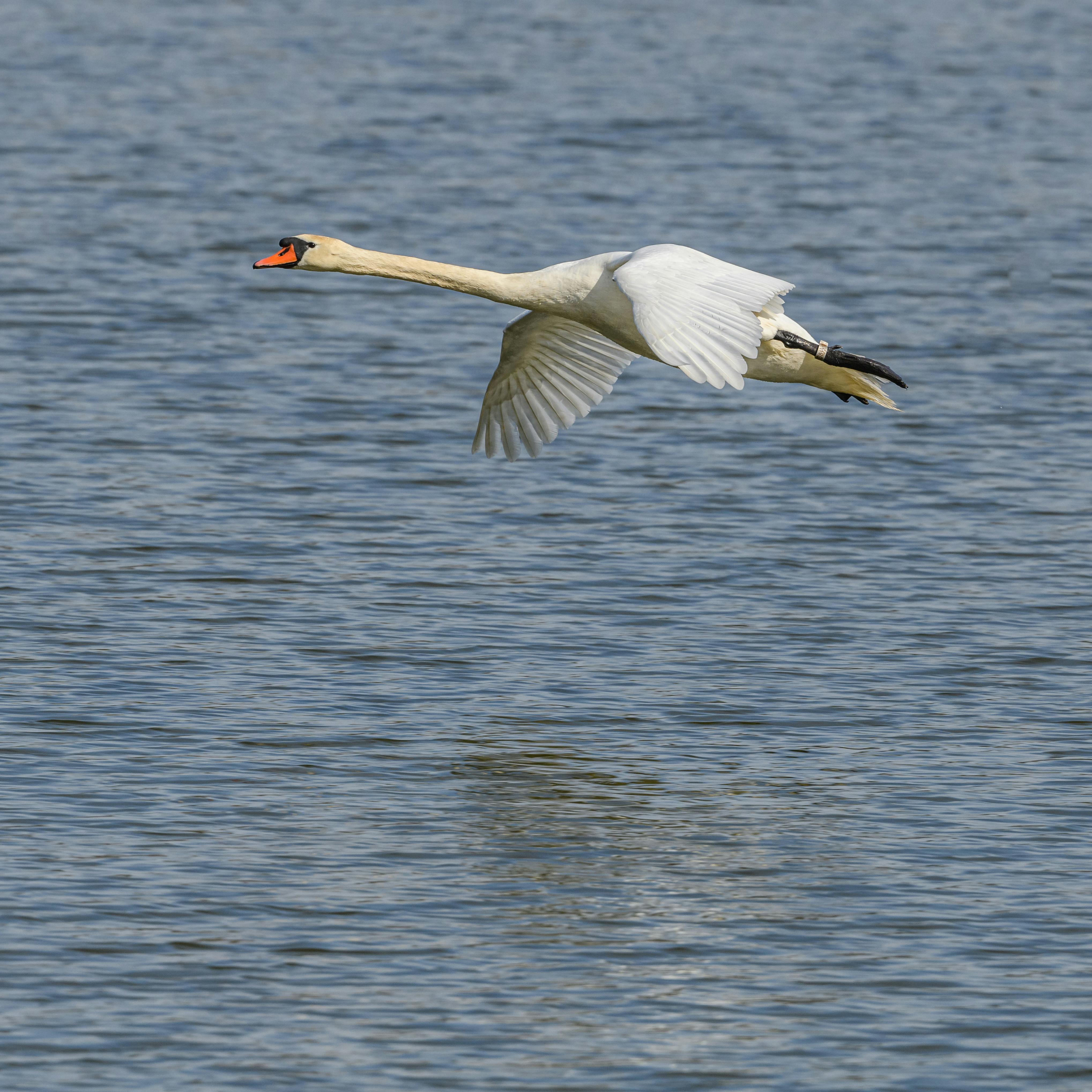 Swan Flying over Water · Free Stock Photo