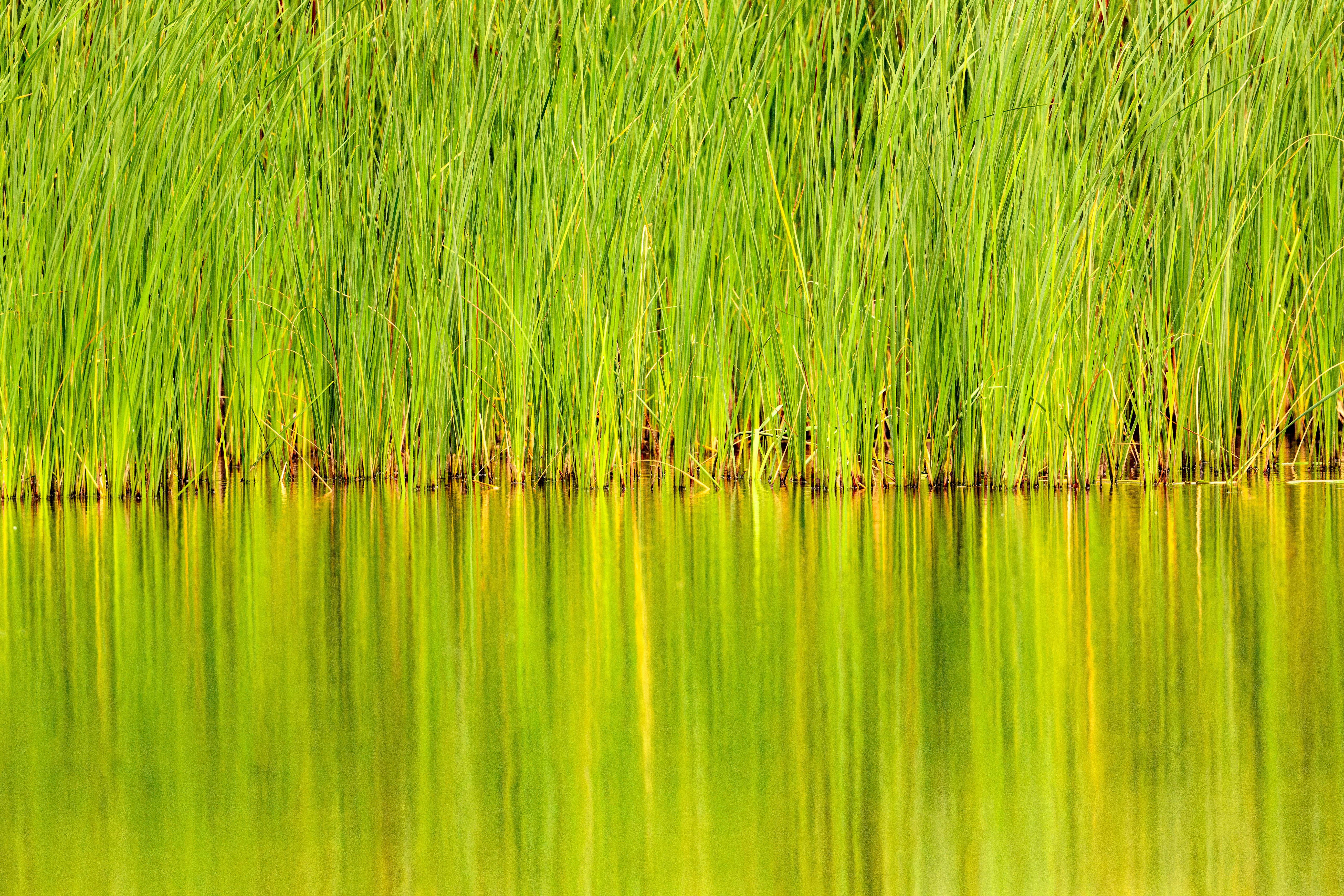 Green Rushes on Lake · Free Stock Photo
