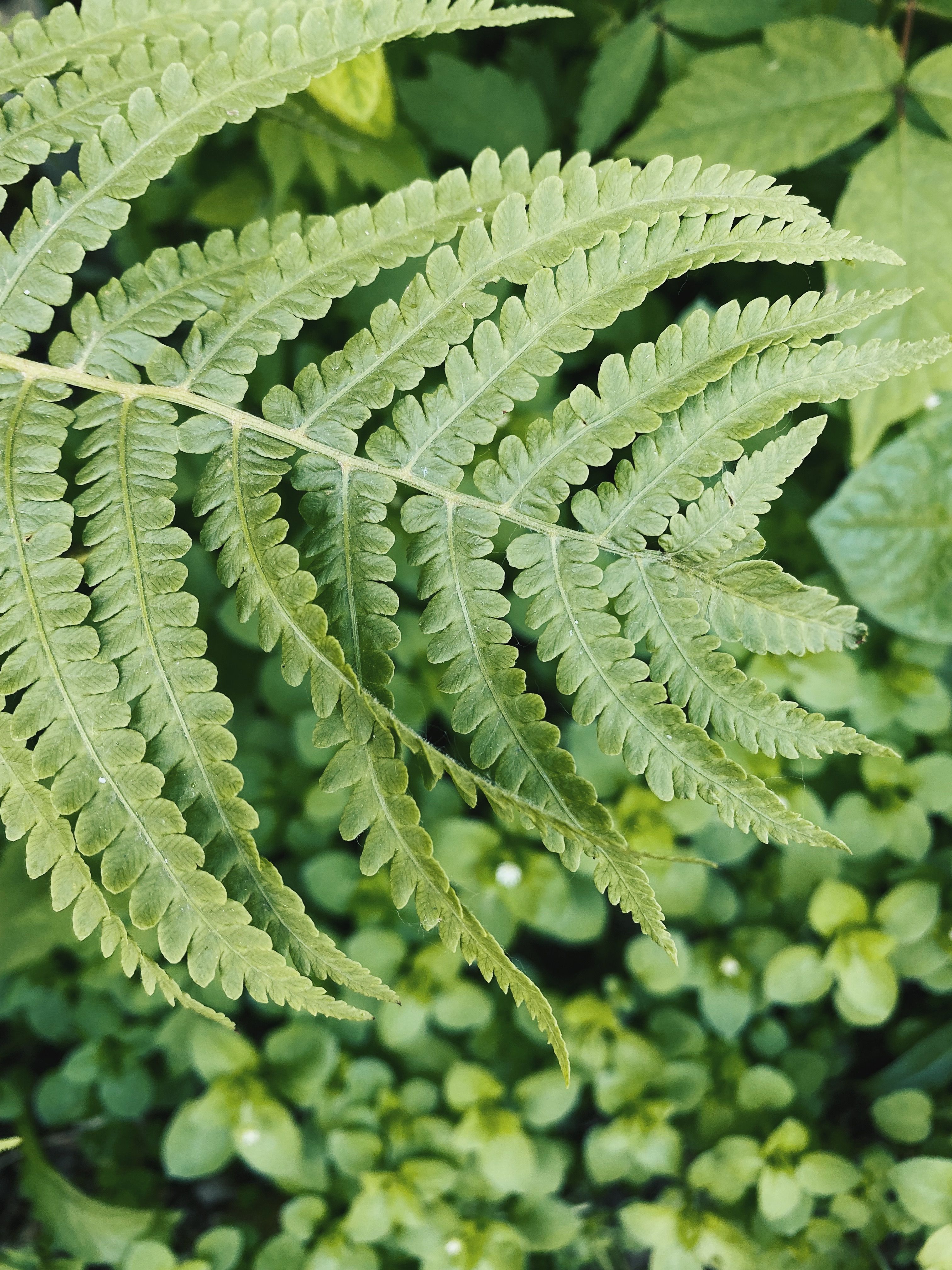 Green-leafed Fern Plants · Free Stock Photo