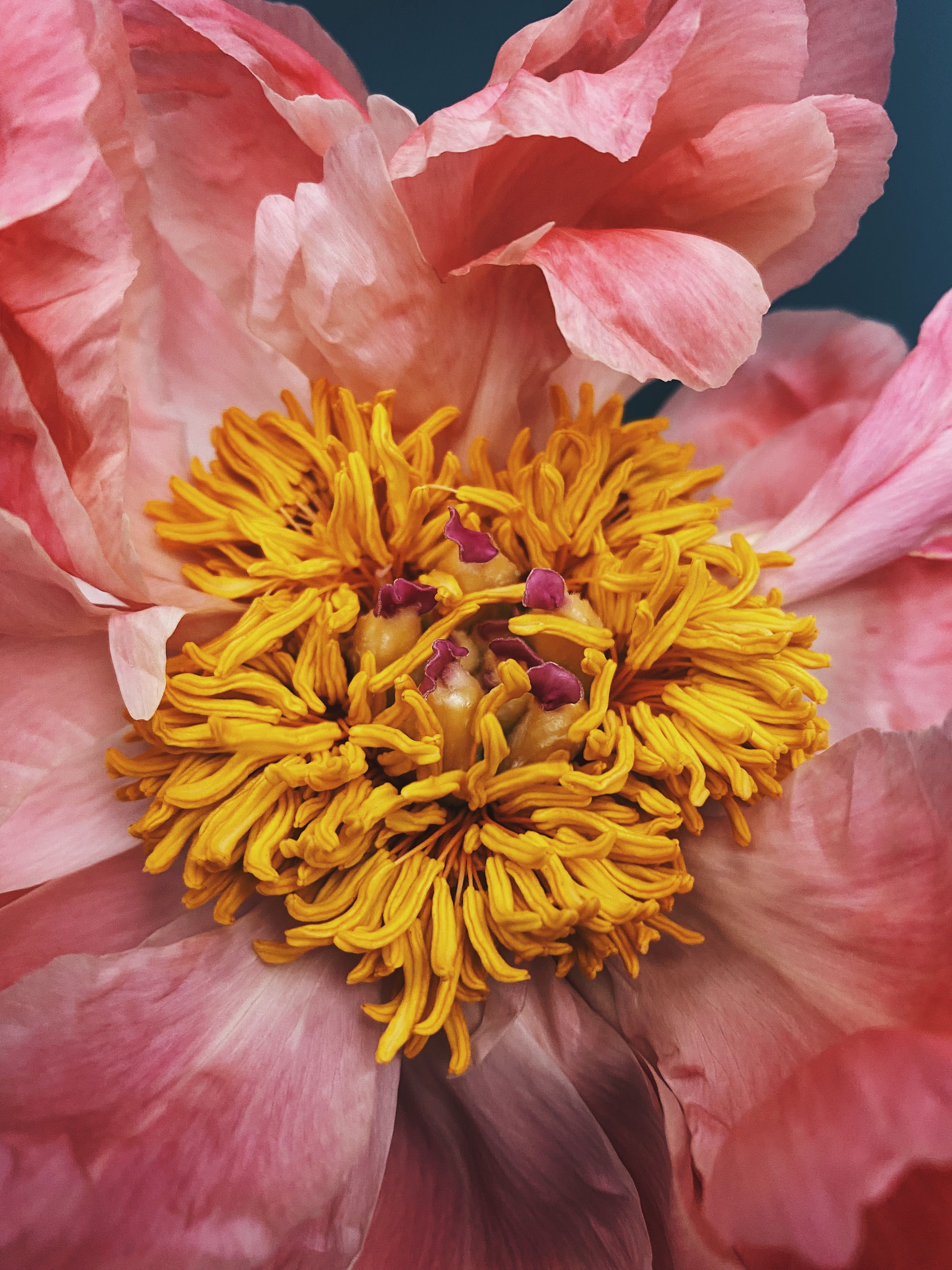 Macro Photography of a Pink Flower · Free Stock Photo