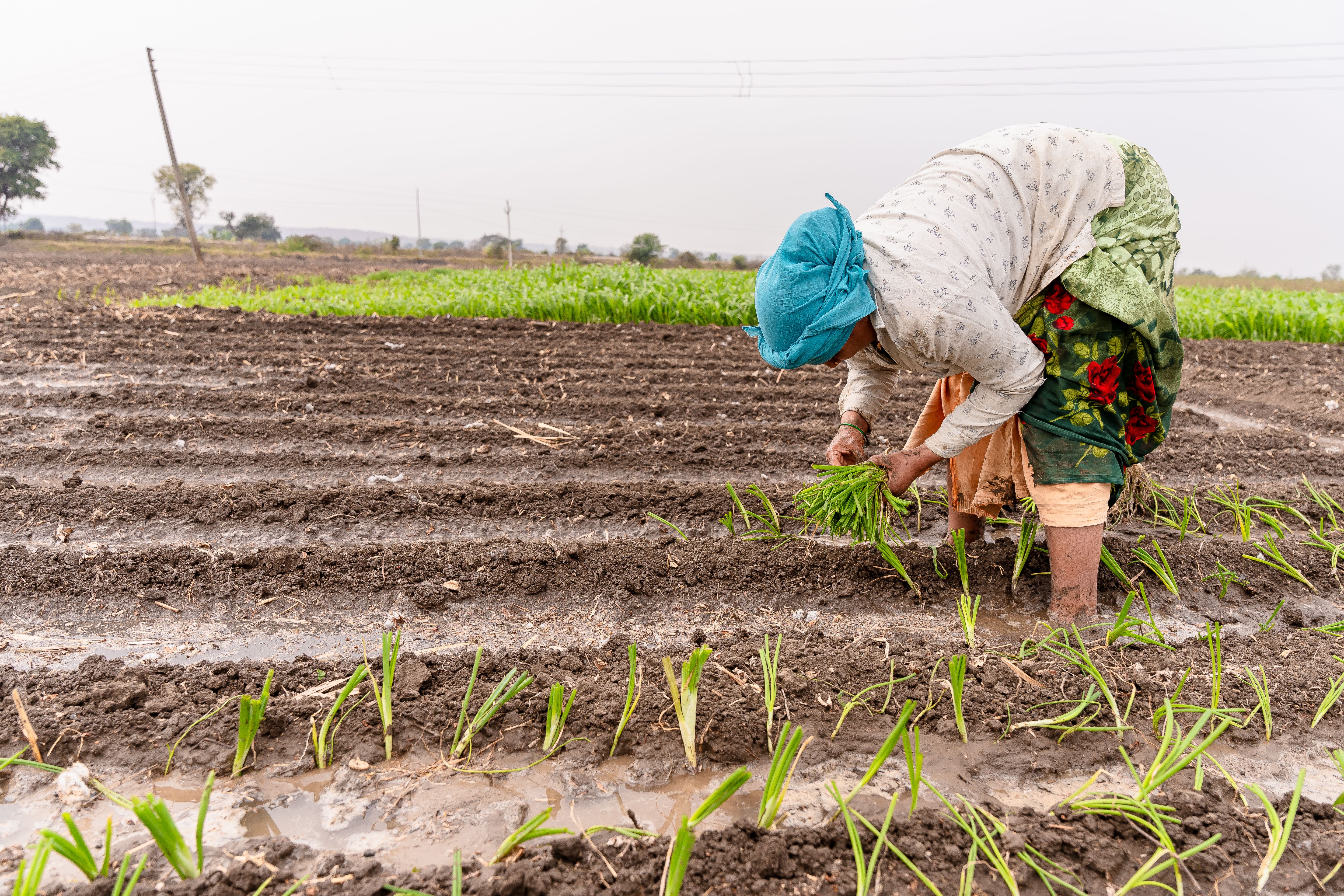 Ragi Cultivation Plants In India Photos, Download The BEST Free Ragi ...