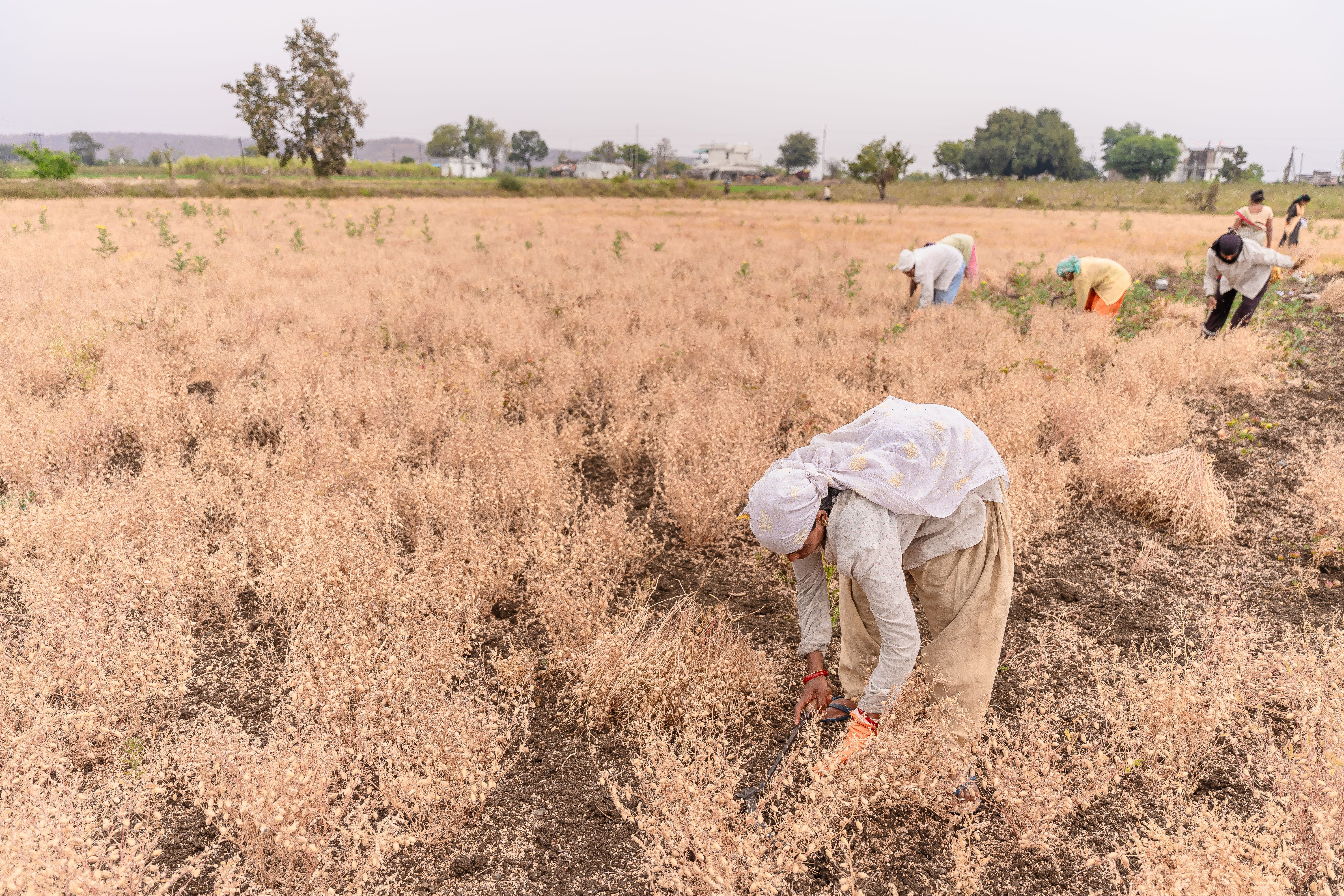 Women Working in Field · Free Stock Photo