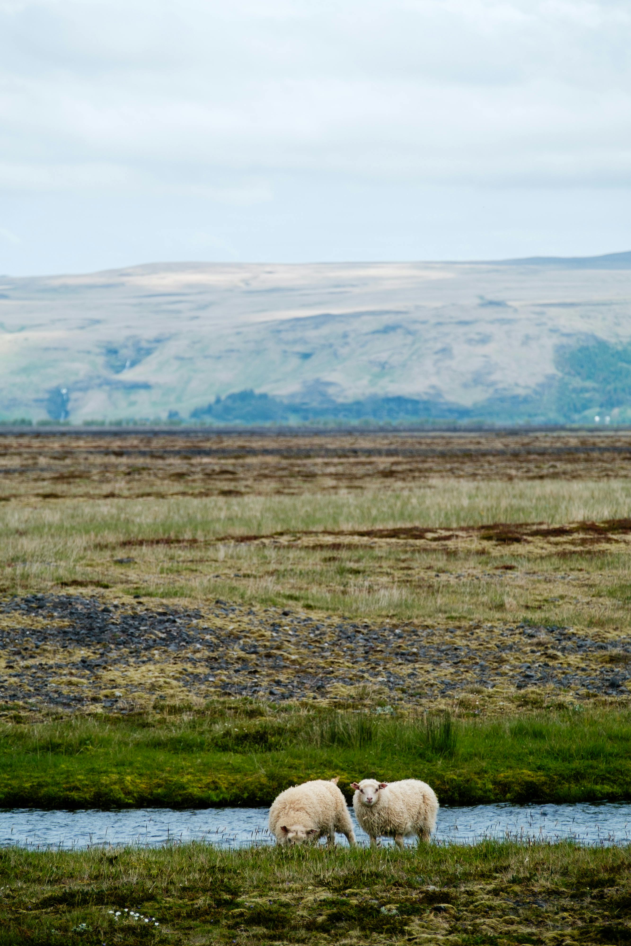 Two Sheep over River · Free Stock Photo