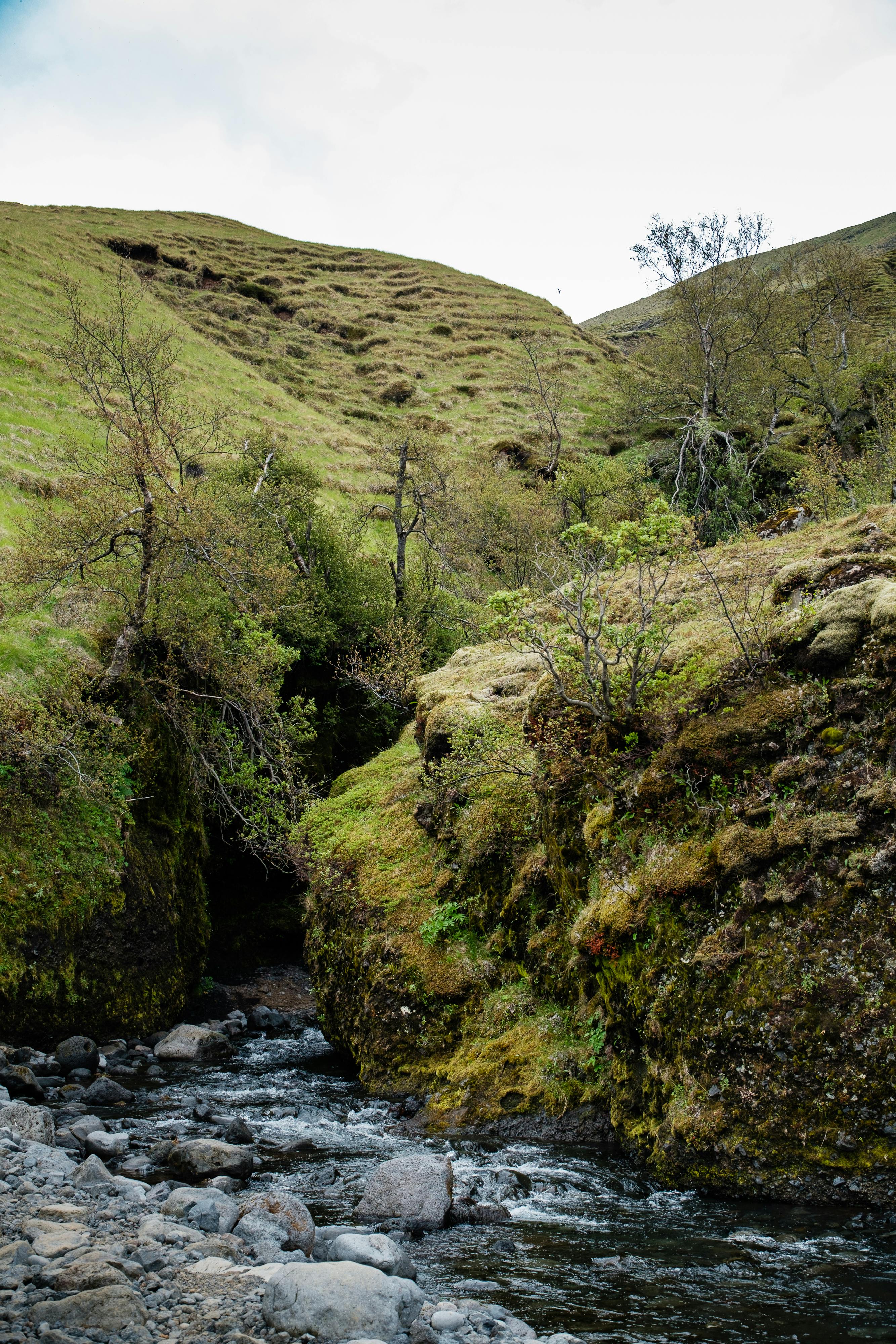 Trees Beside River Under Hill · Free Stock Photo
