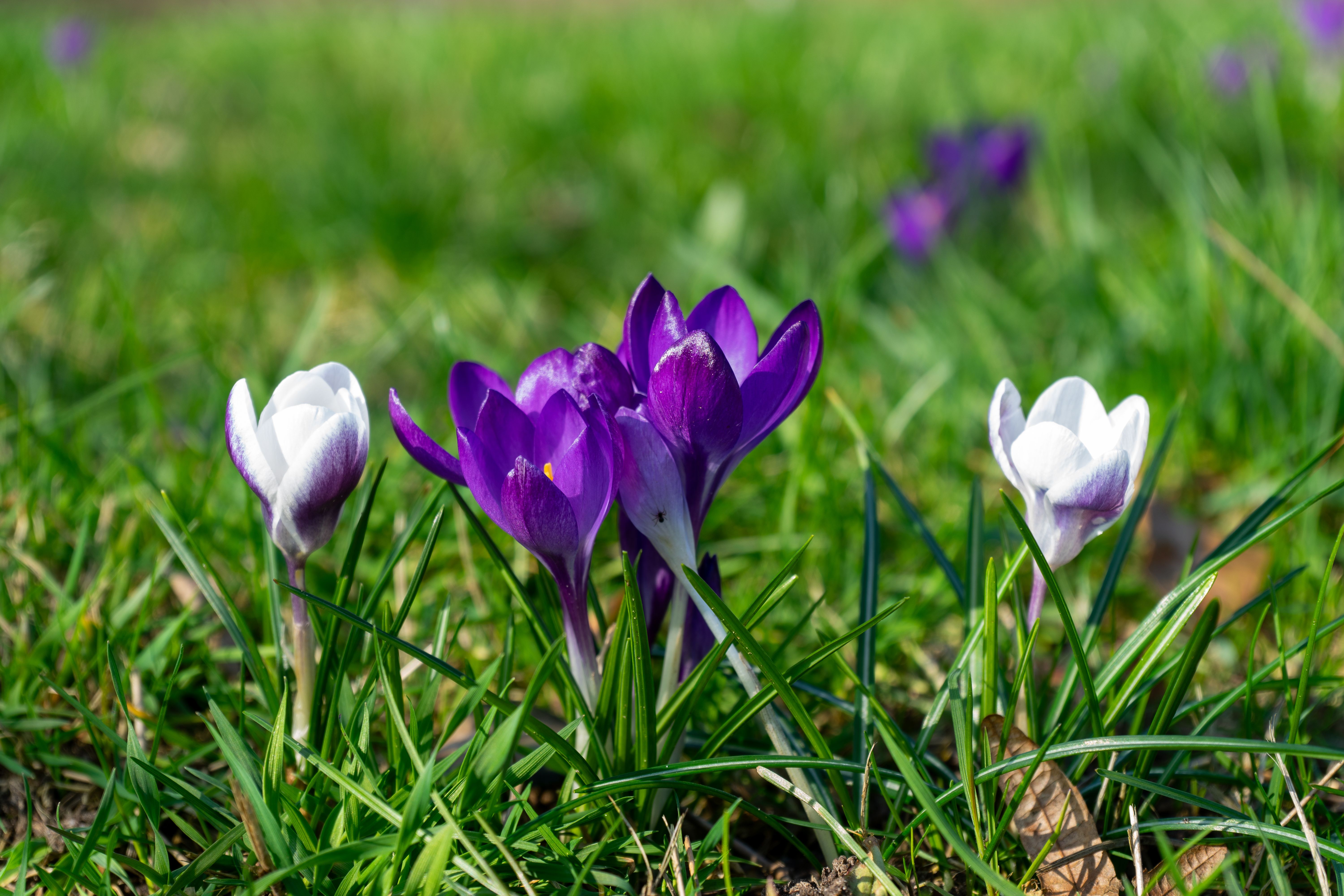 10.000+ Poppy+and+purple+flowers Bilder und Fotos · Kostenlos ...