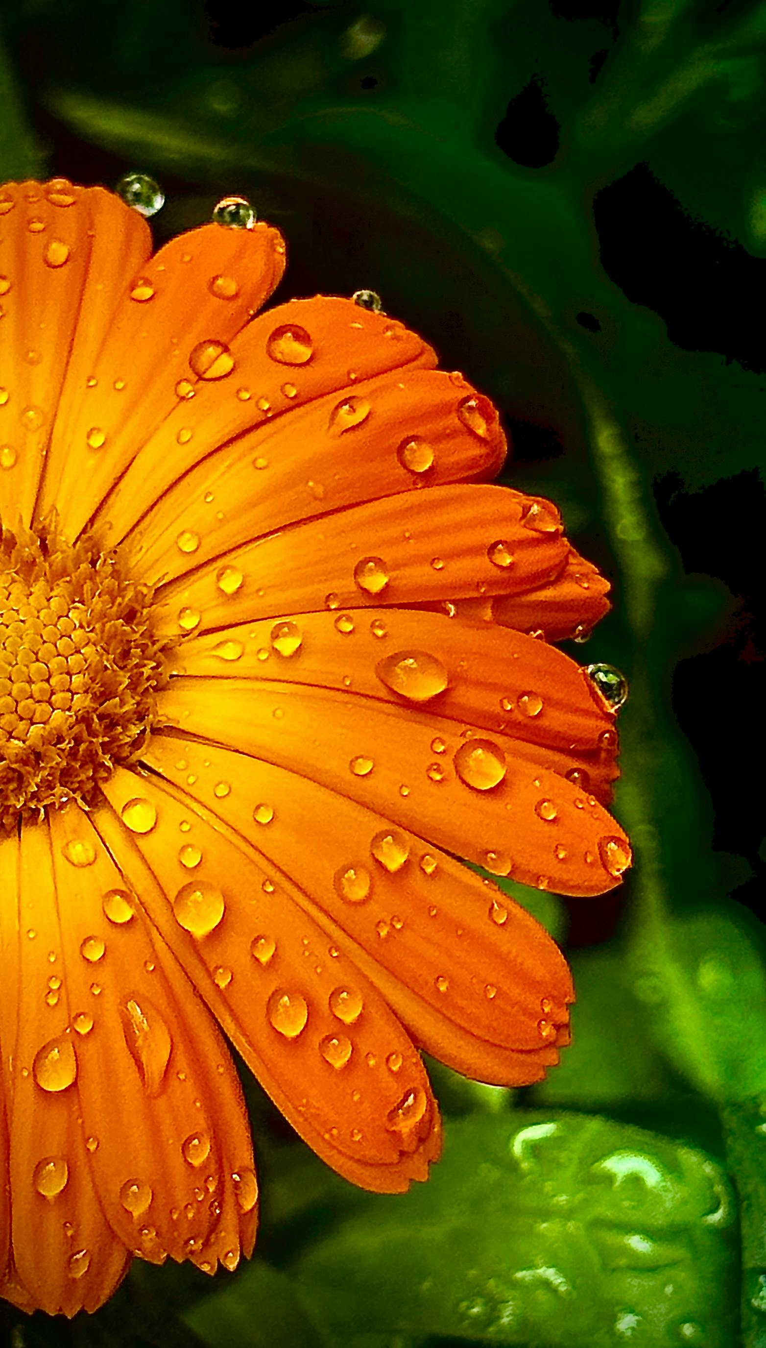 An orange flower with water droplets on it · Free Stock Photo