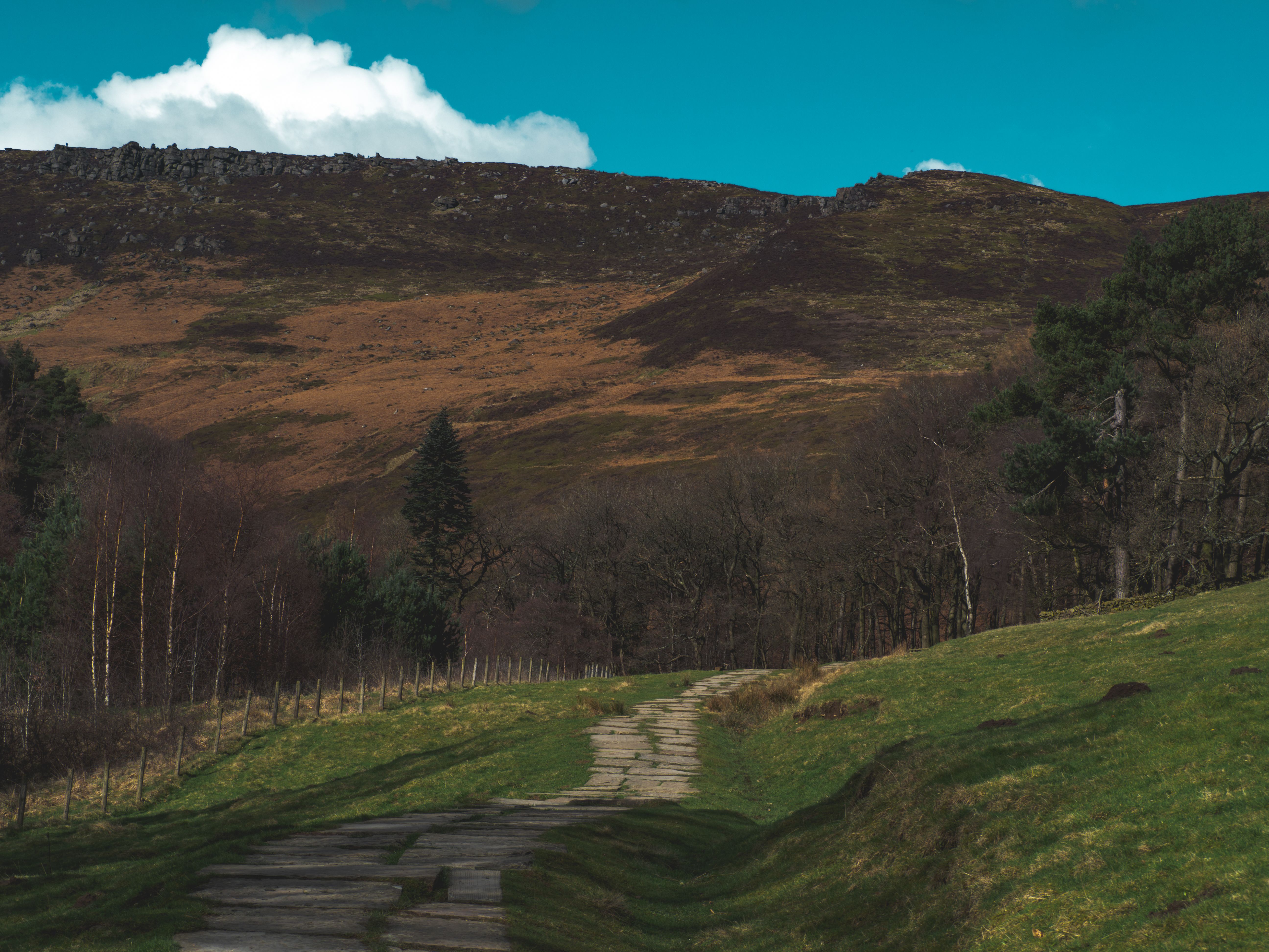 Footpath in Forest Near Hill · Free Stock Photo