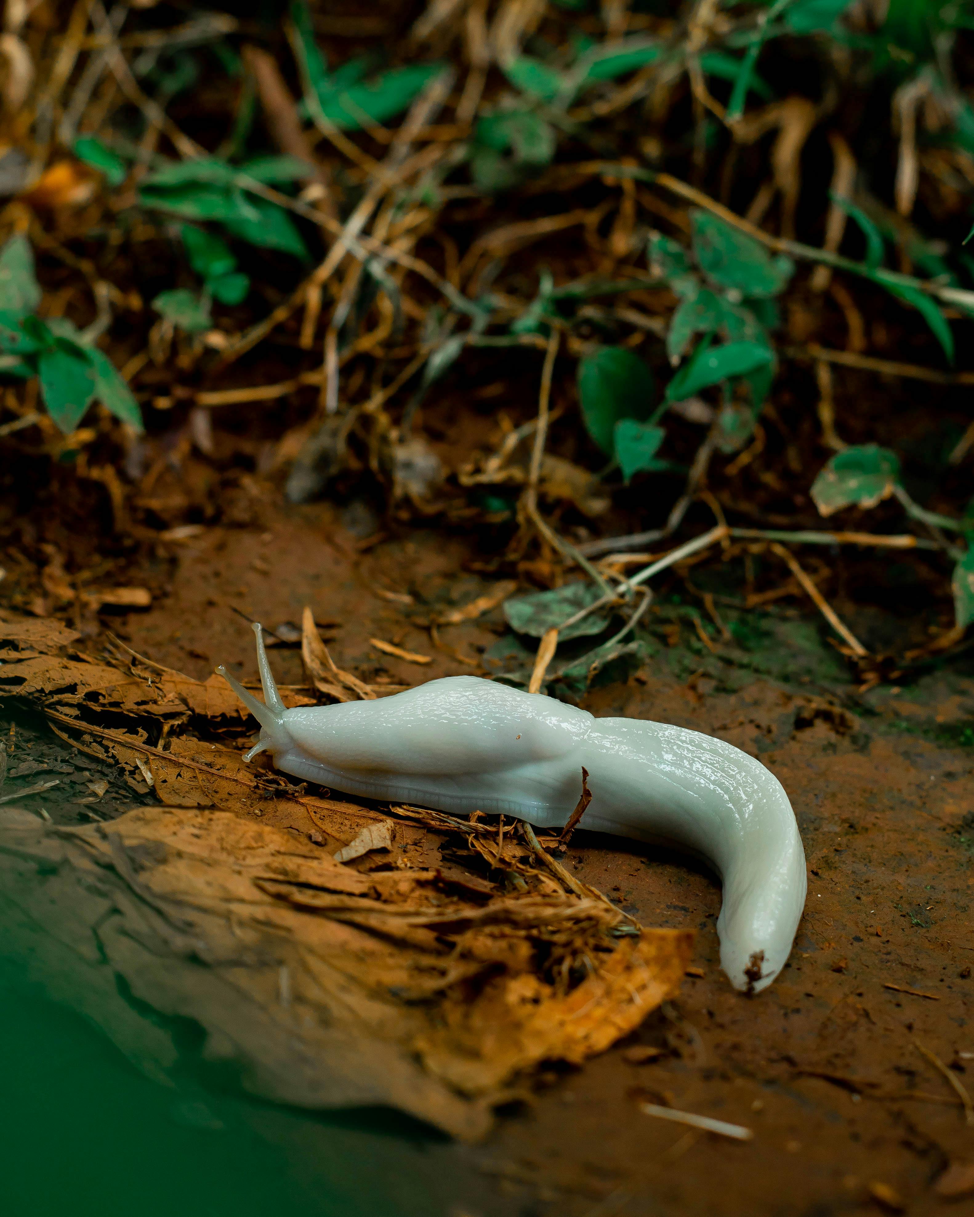 Albino Slug on Forest Floor in Tanzania · Free Stock Photo