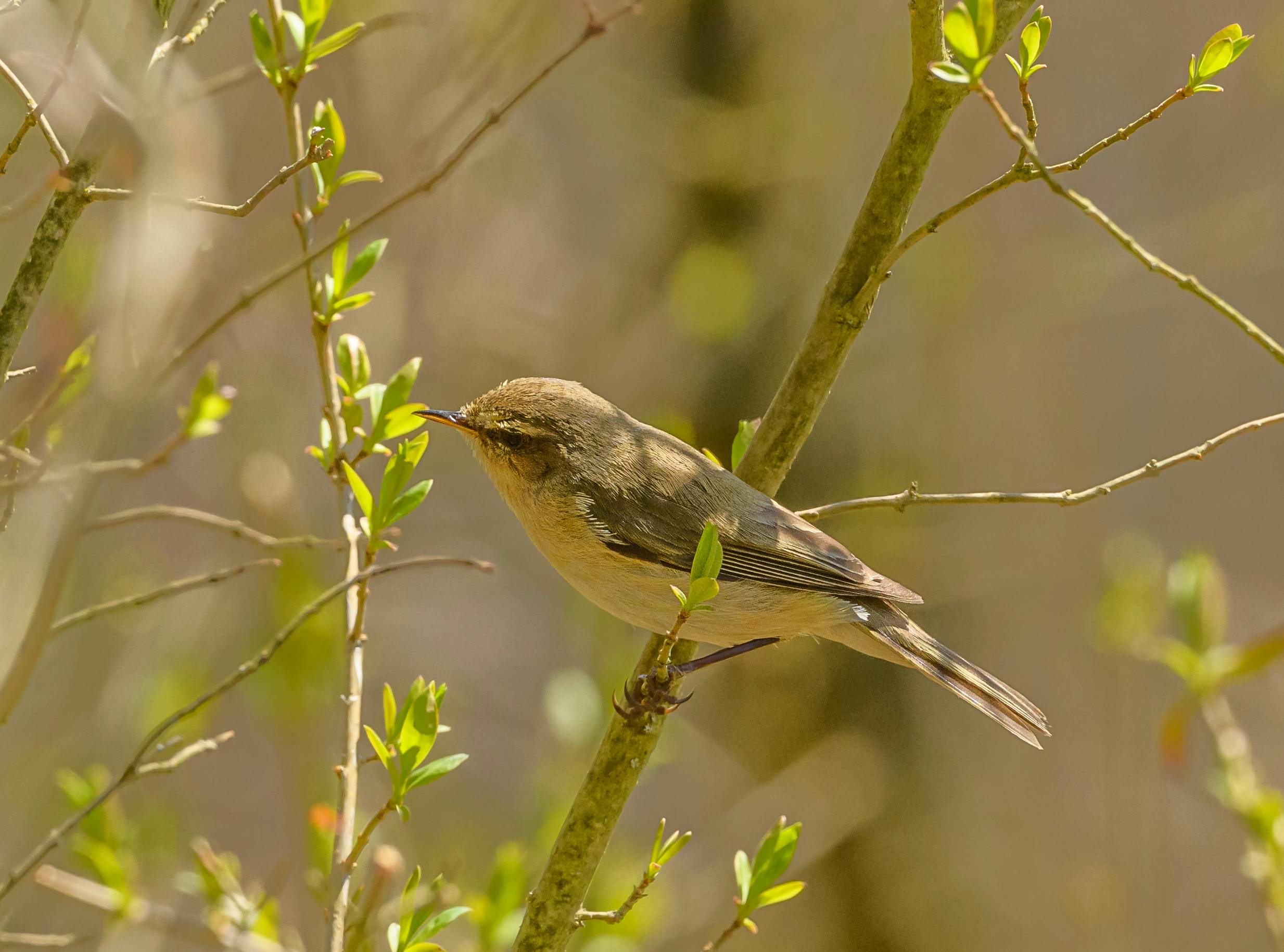 Close-up of Bird Sitting on Tree Branch · Free Stock Photo