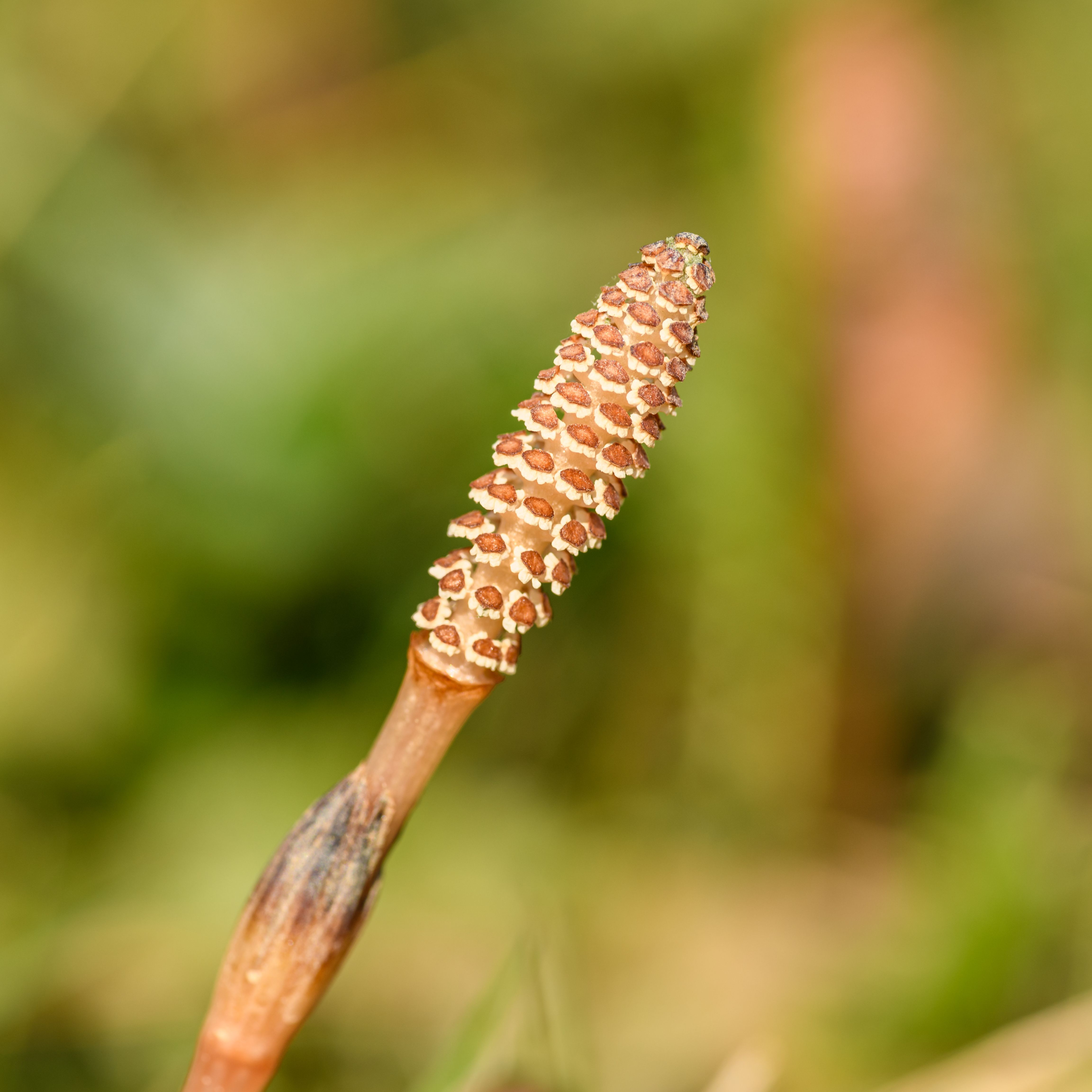 Brown Plant on Stem · Free Stock Photo