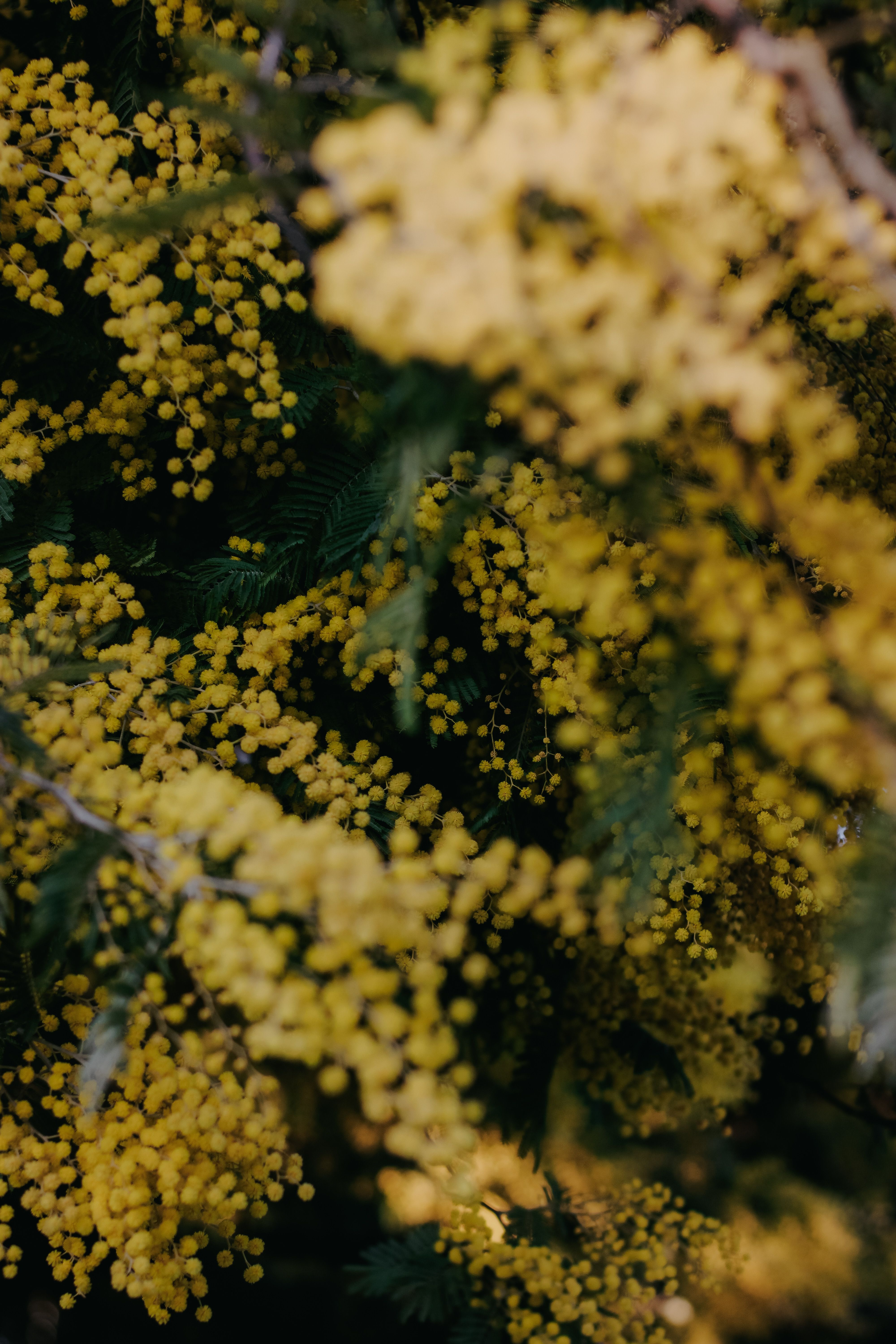 Blooming babys breath flowers in nature · Free Stock Photo