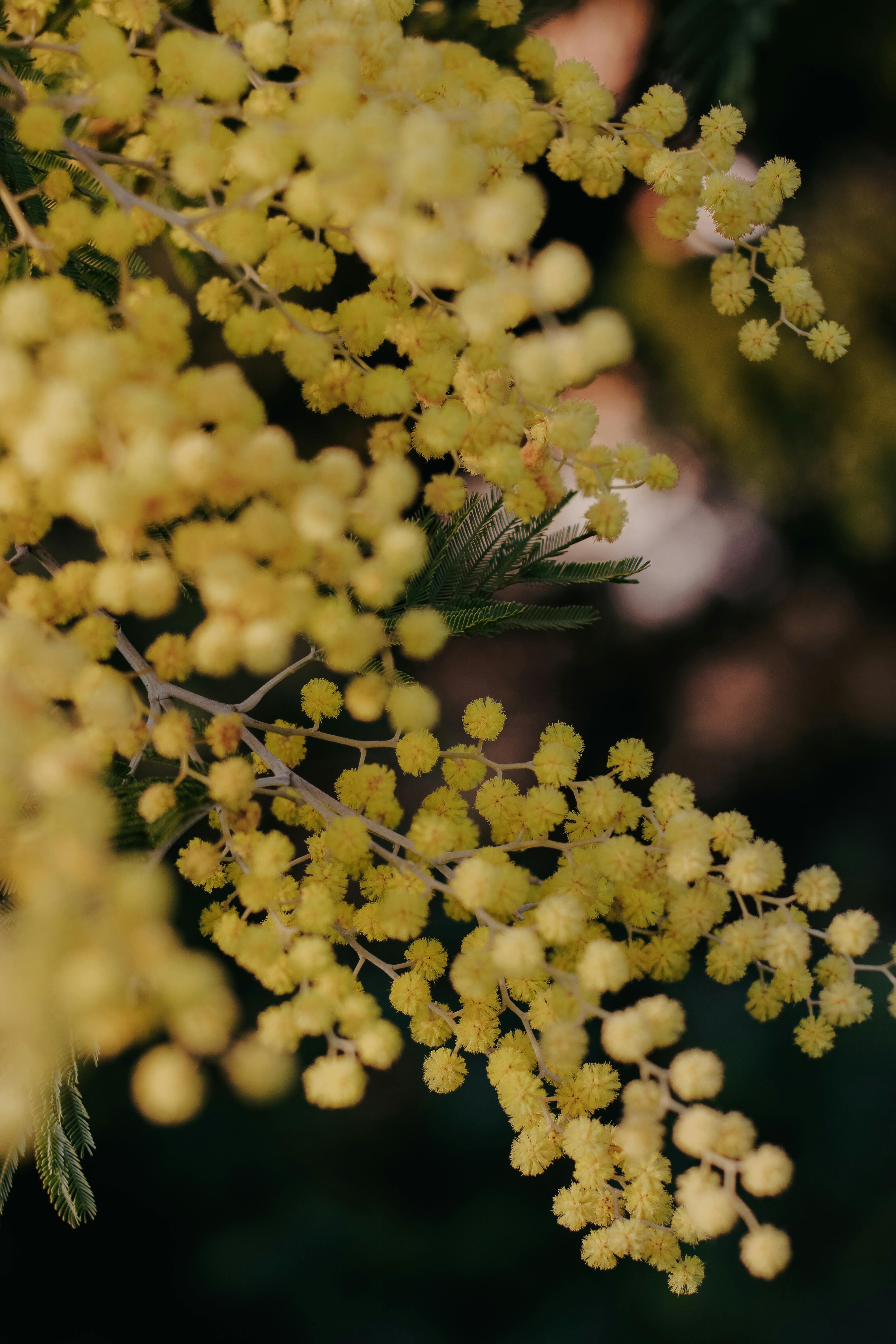 Weed Pollen Photos, Download The BEST Free Weed Pollen Stock Photos ...