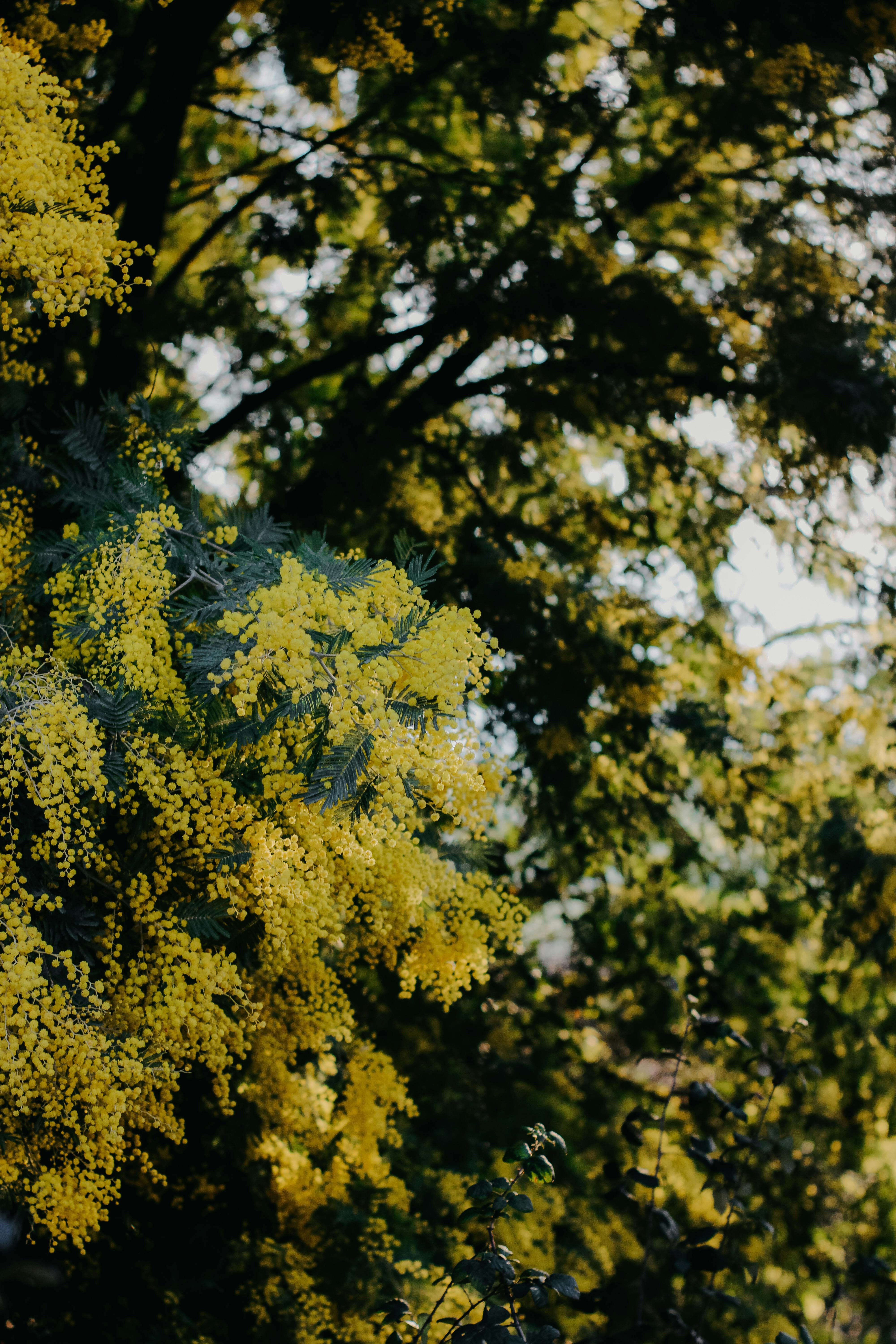 Blooming Big Mimosa Tree · Free Stock Photo