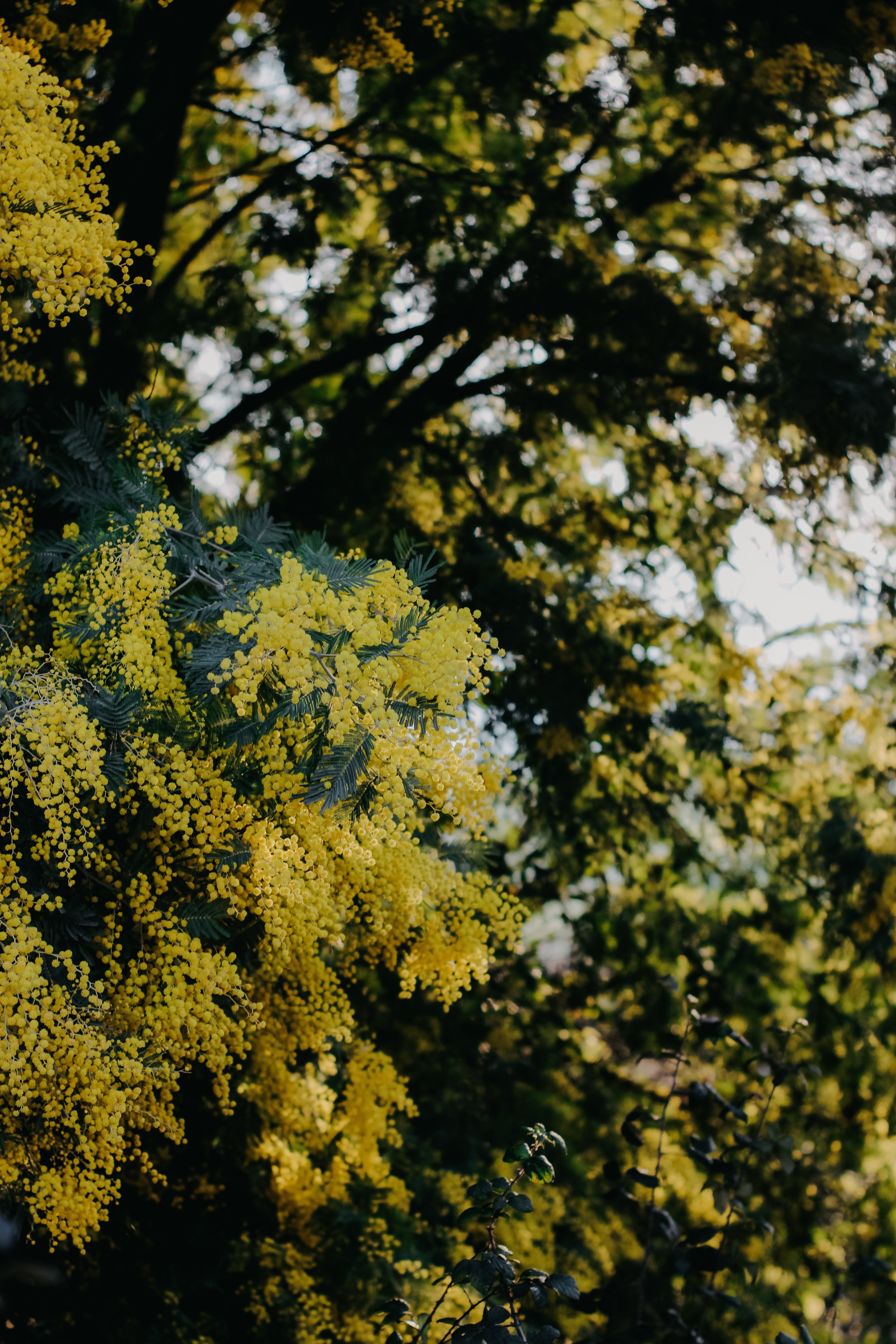 Blooming Big Mimosa Tree · Free Stock Photo