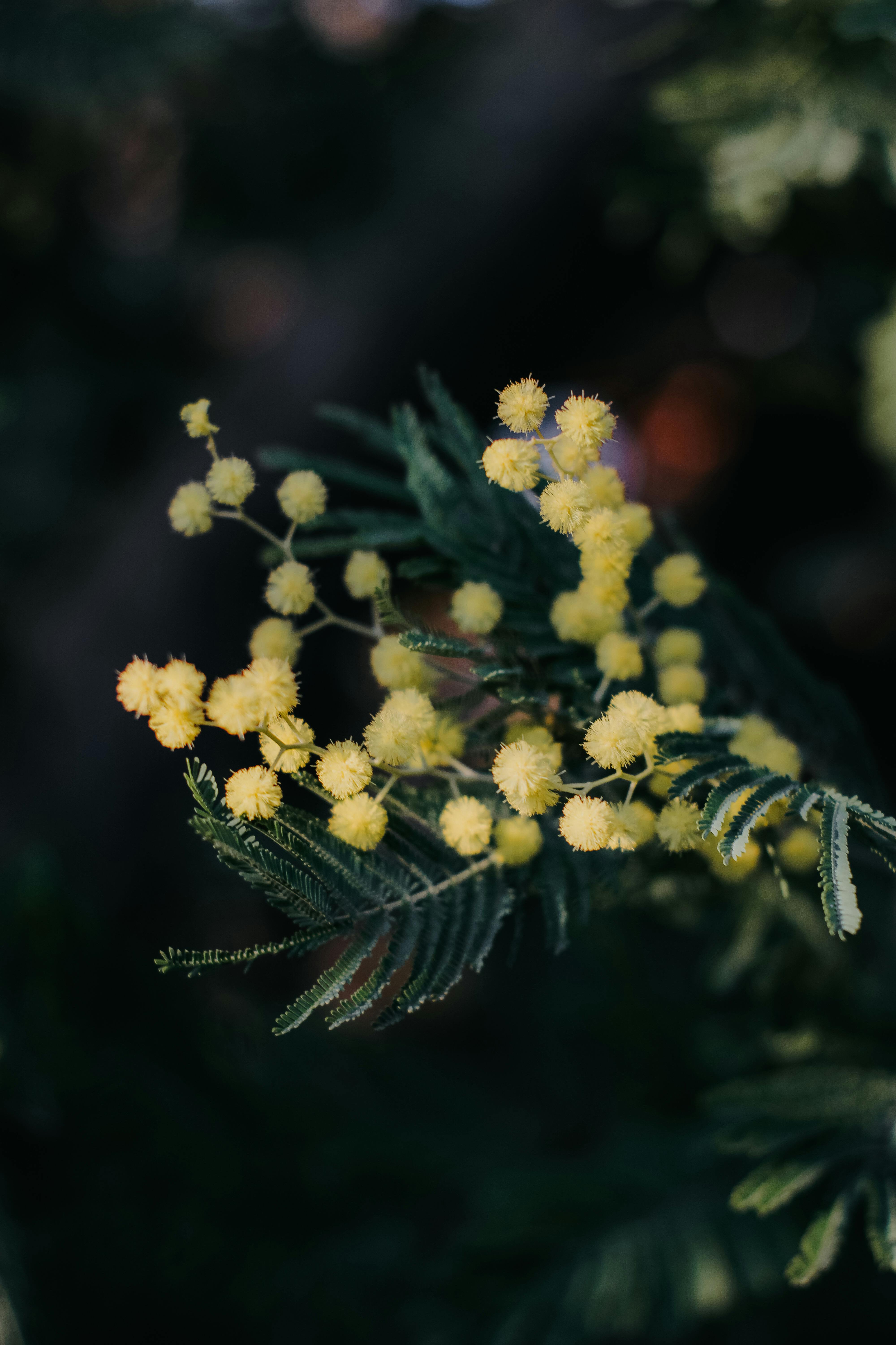 Christmas Weed Photos, Download The BEST Free Christmas Weed Stock ...