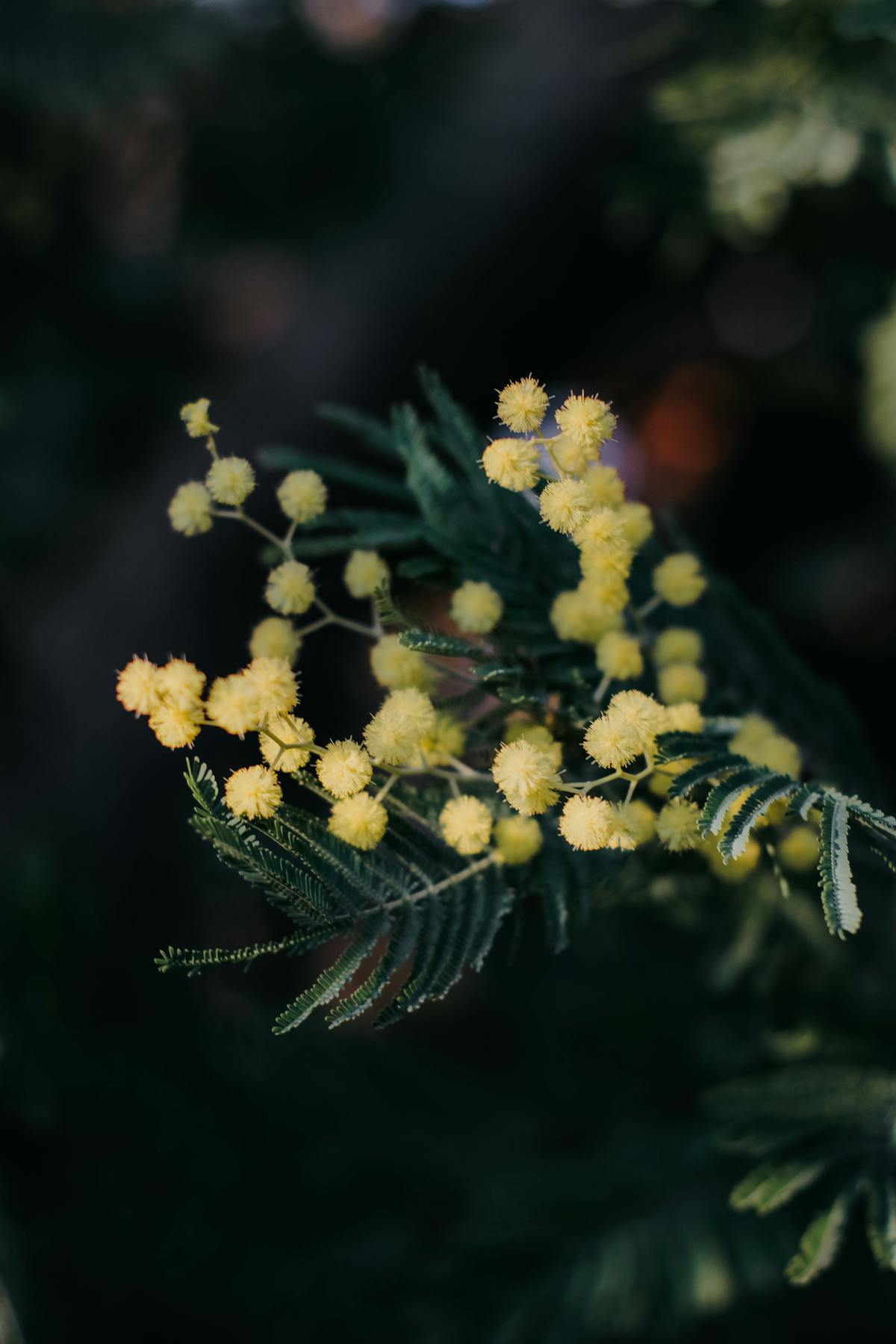 Mimosa Photos, Download The BEST Free Mimosa Stock Photos & HD Images