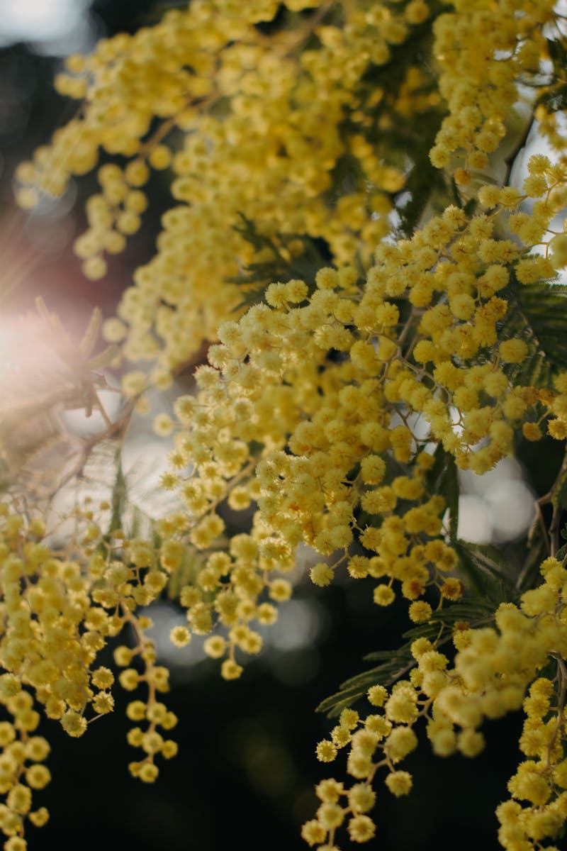 Mimosa Photos, Download The BEST Free Mimosa Stock Photos & HD Images