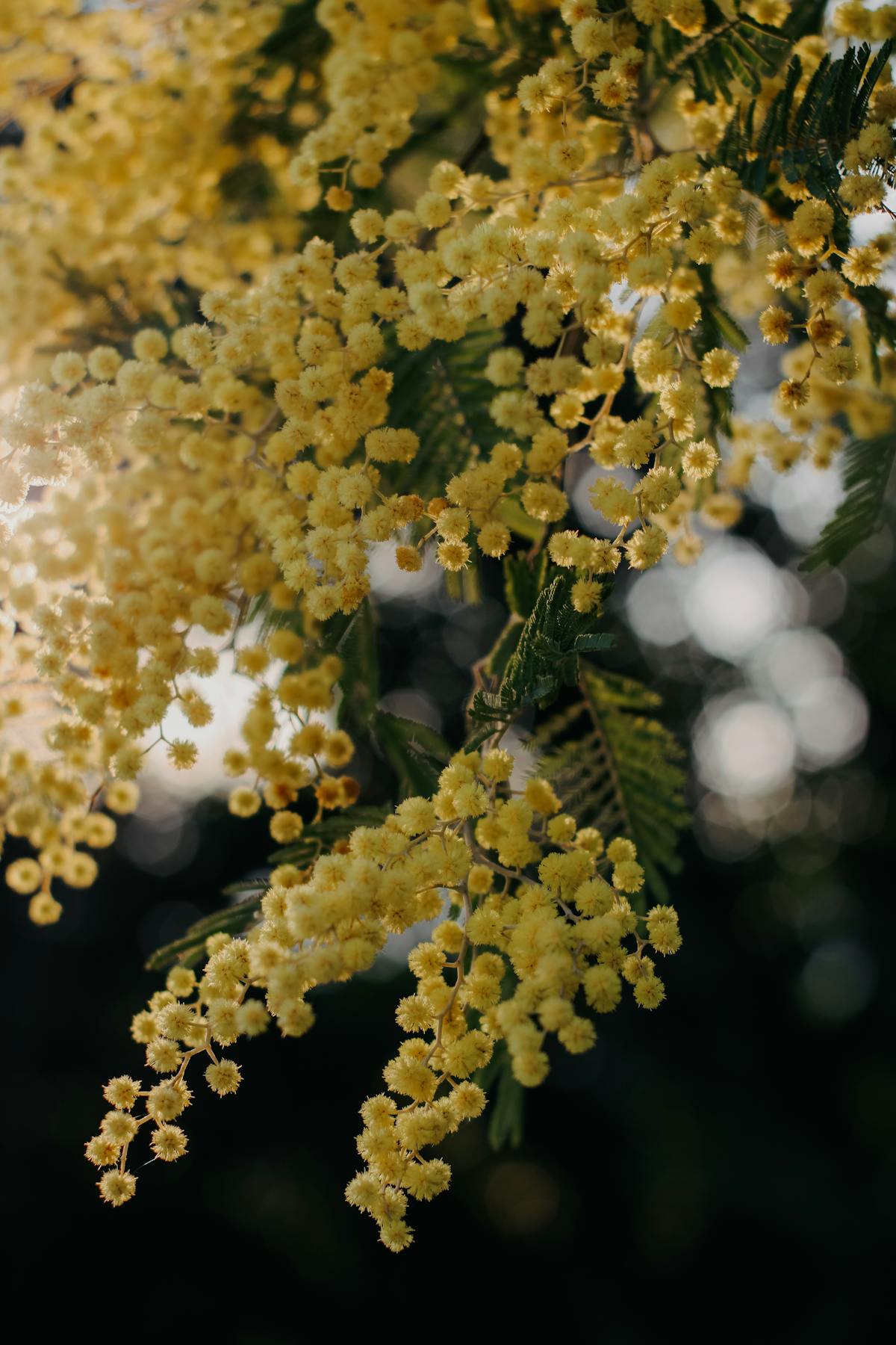 Mimosas Photos, Download The BEST Free Mimosas Stock Photos & HD Images