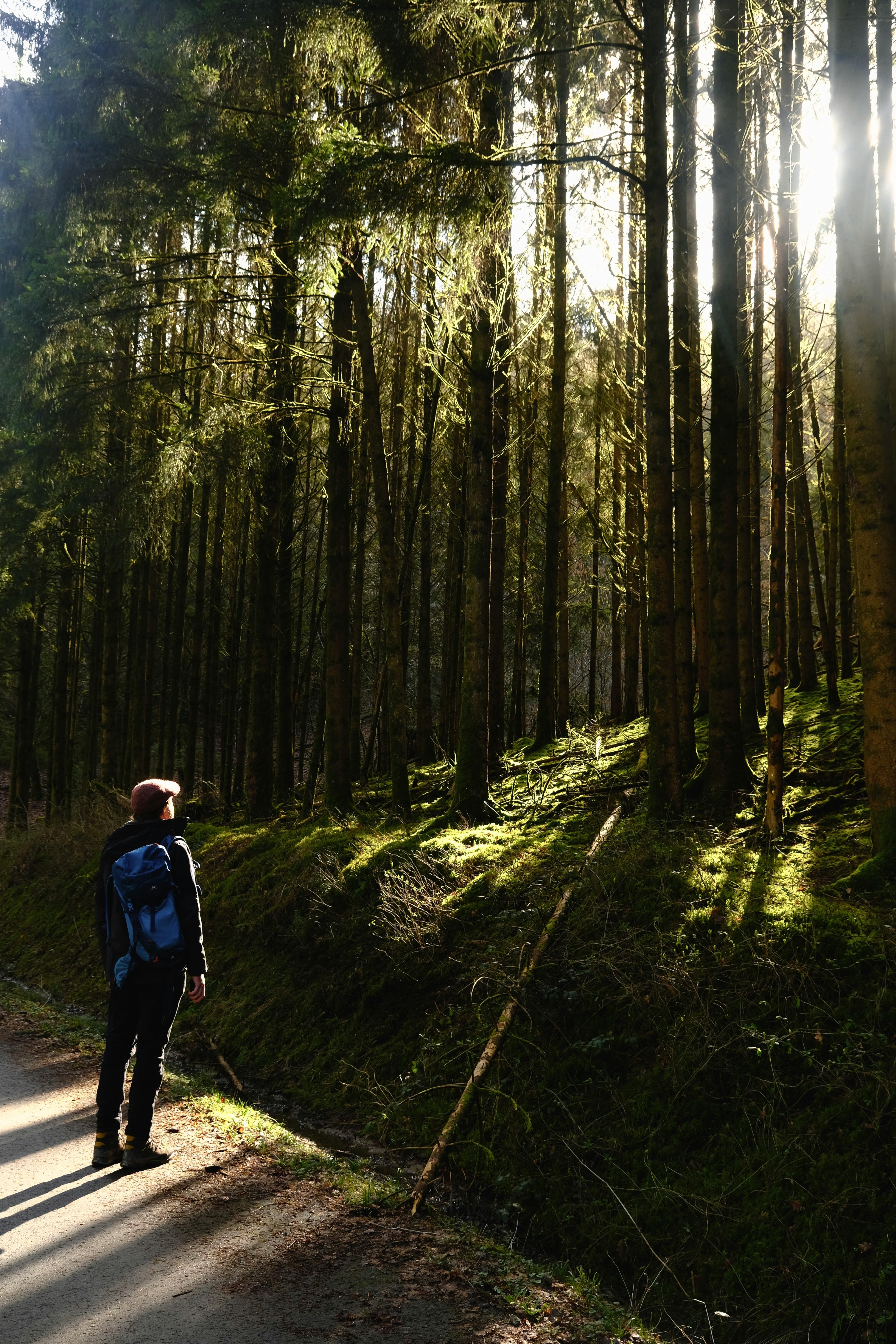 Man Looking at the Trees · Free Stock Photo
