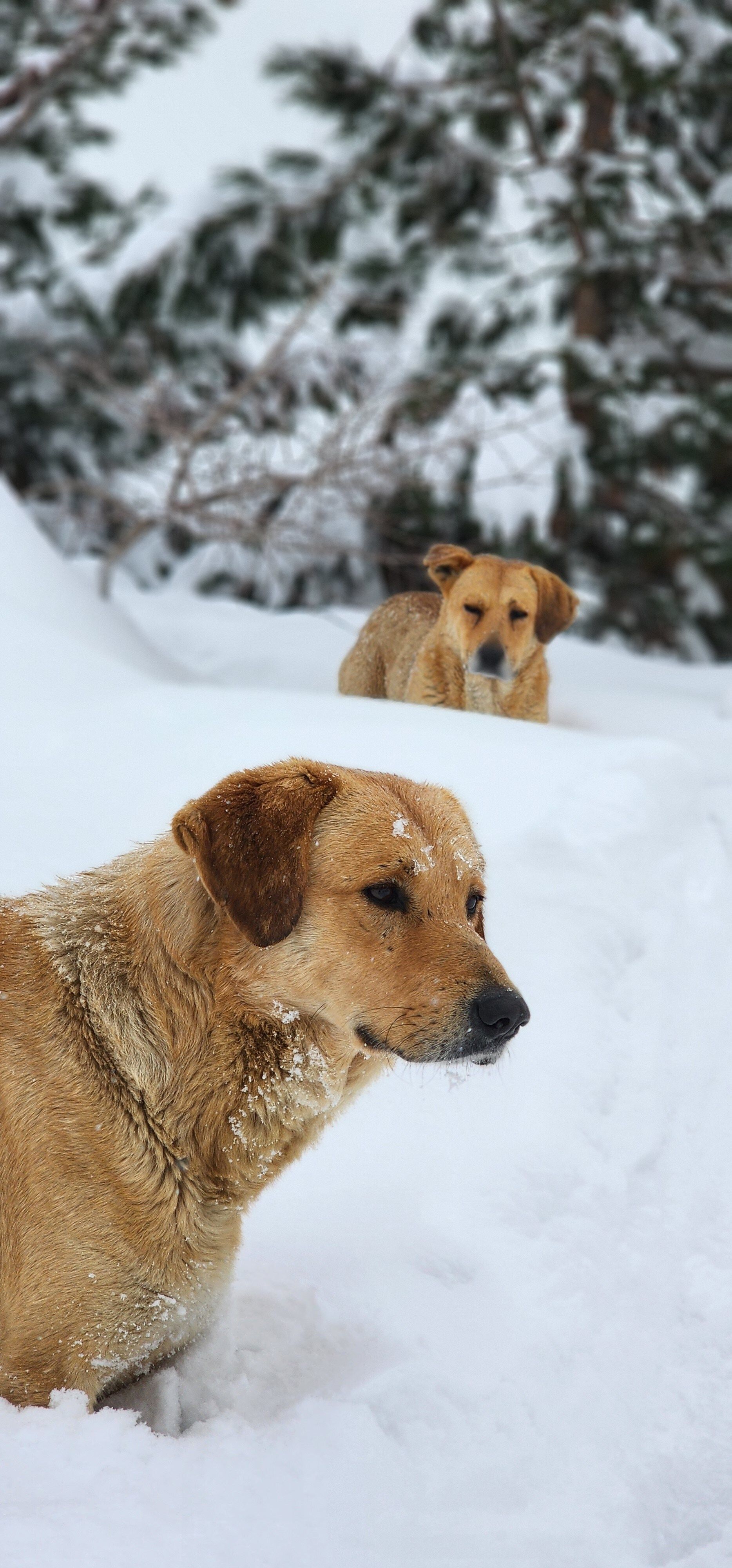 Una Hermosa Foto De Un Perro En La Nieve. · Foto de stock gratuita