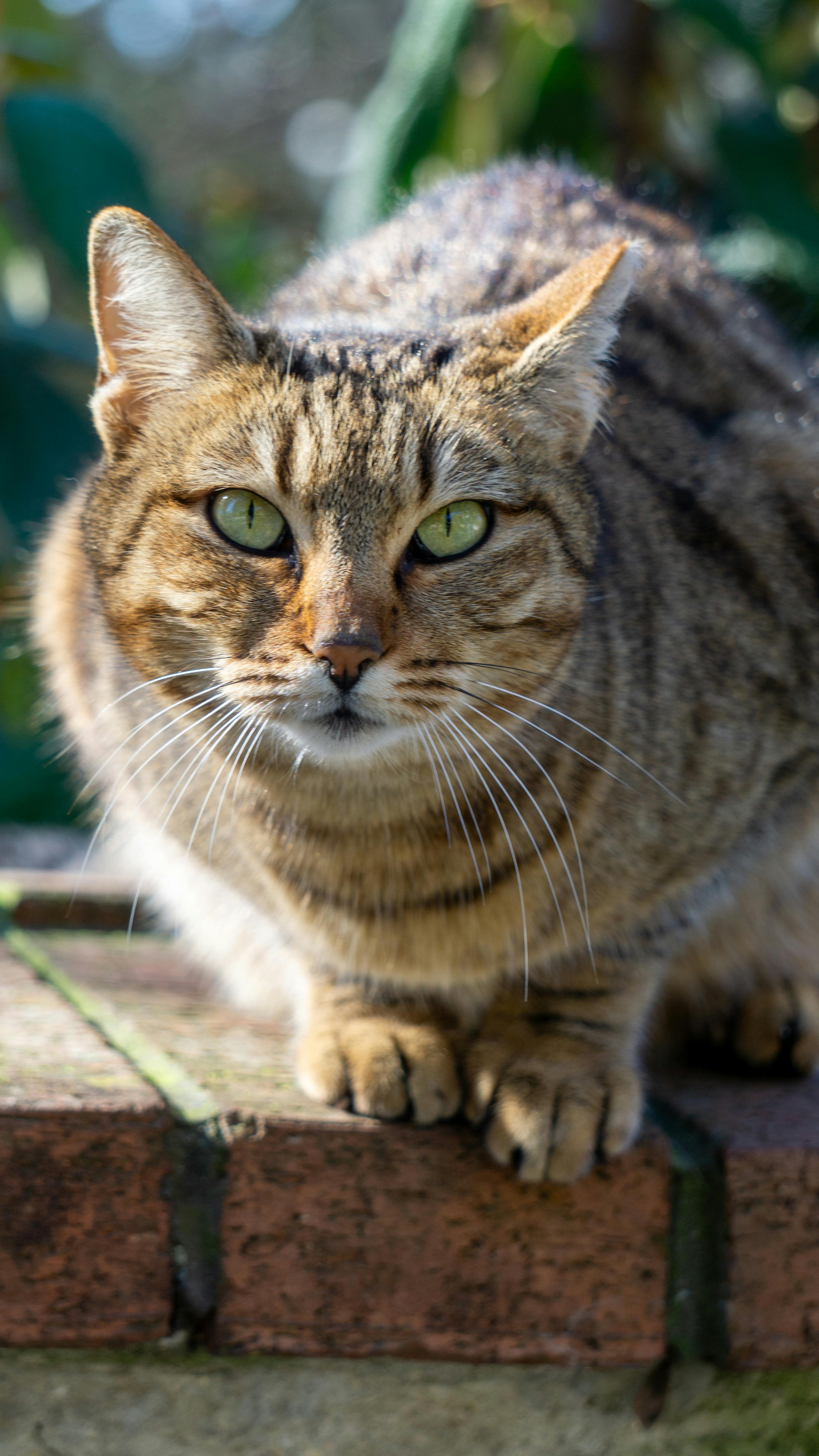 Close-up of a Cat · Free Stock Photo