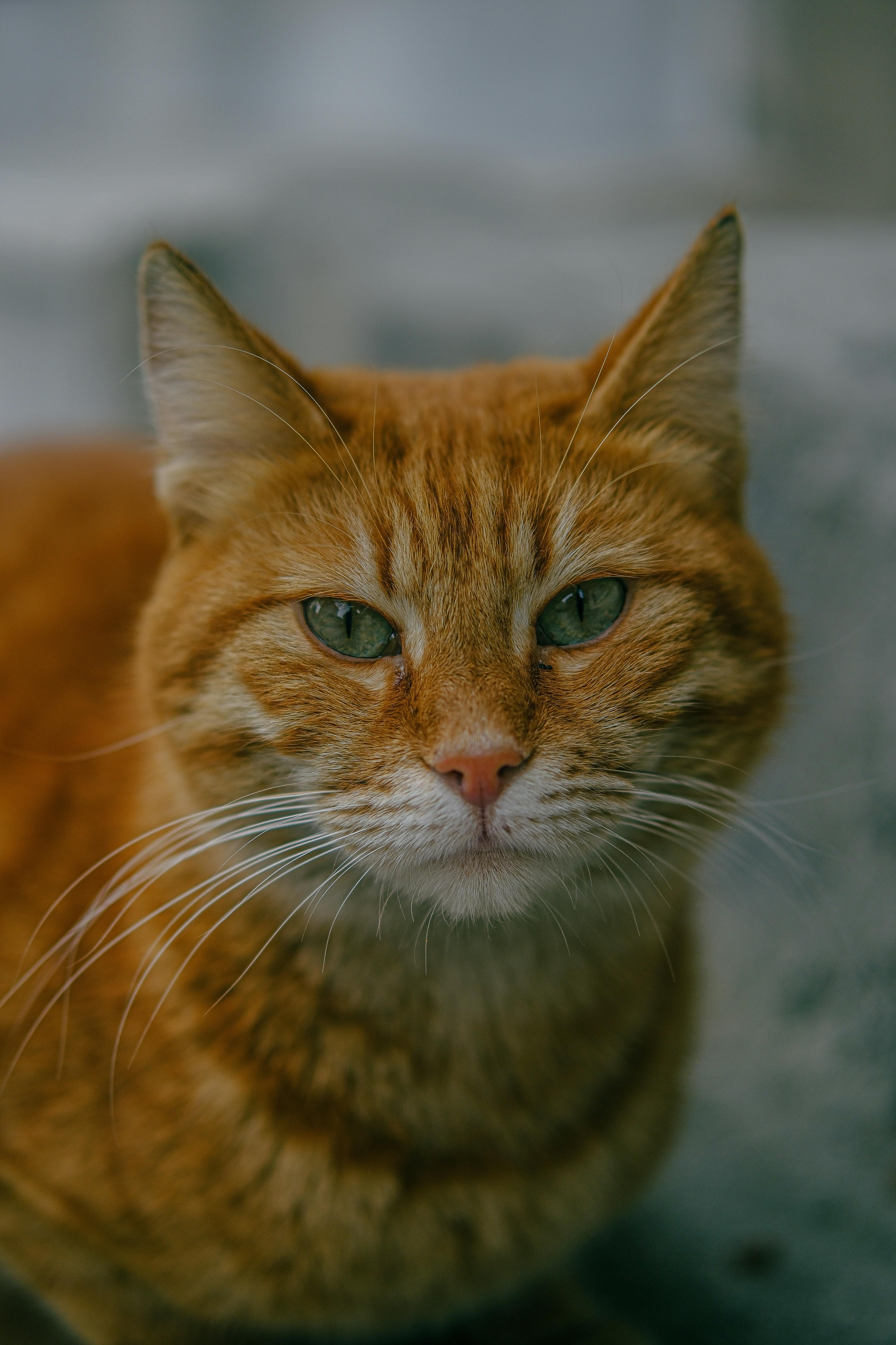 Portrait of a Cat · Free Stock Photo