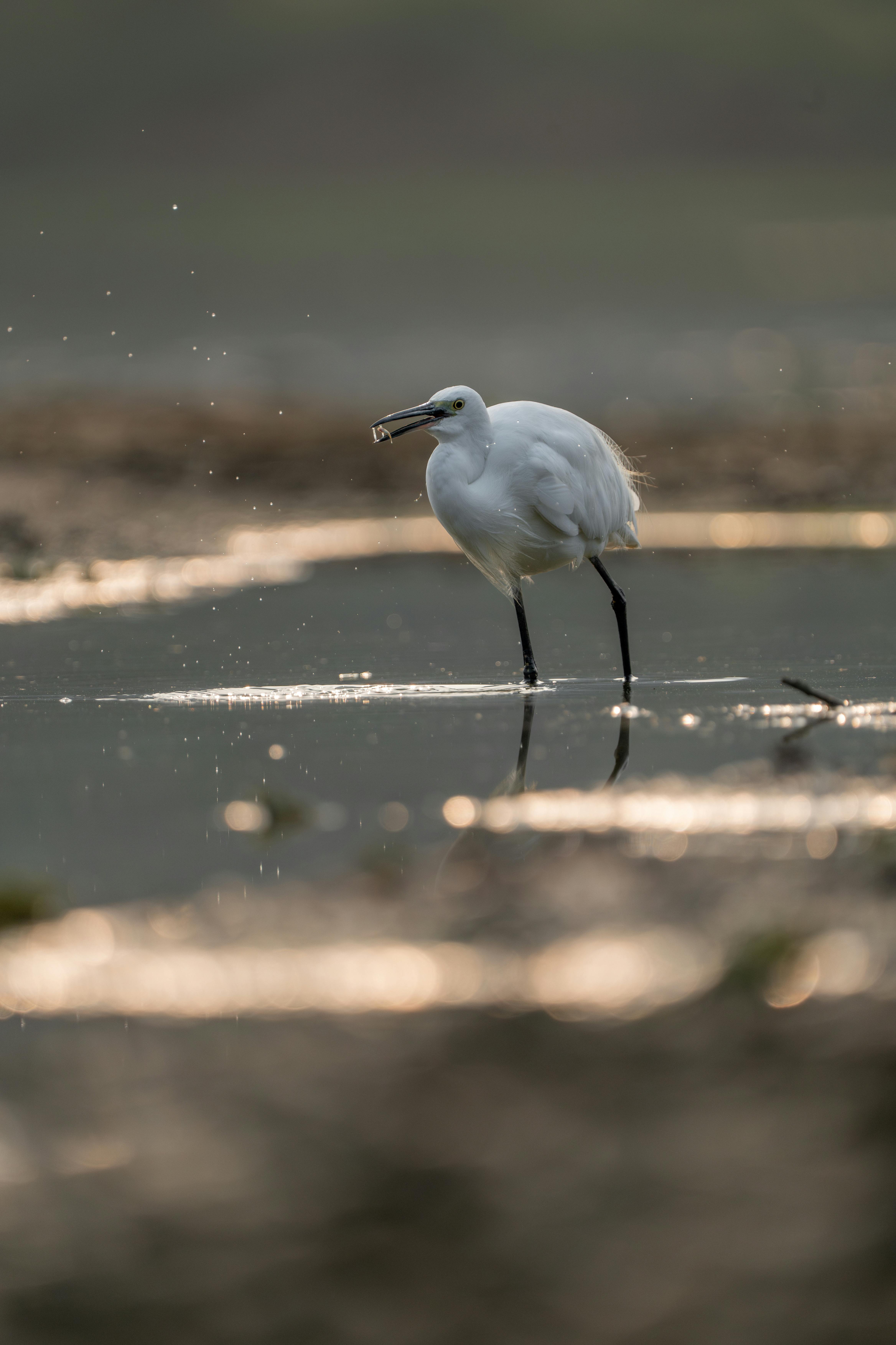 Fire Bird Photos, Download The BEST Free Fire Bird Stock Photos & HD Images