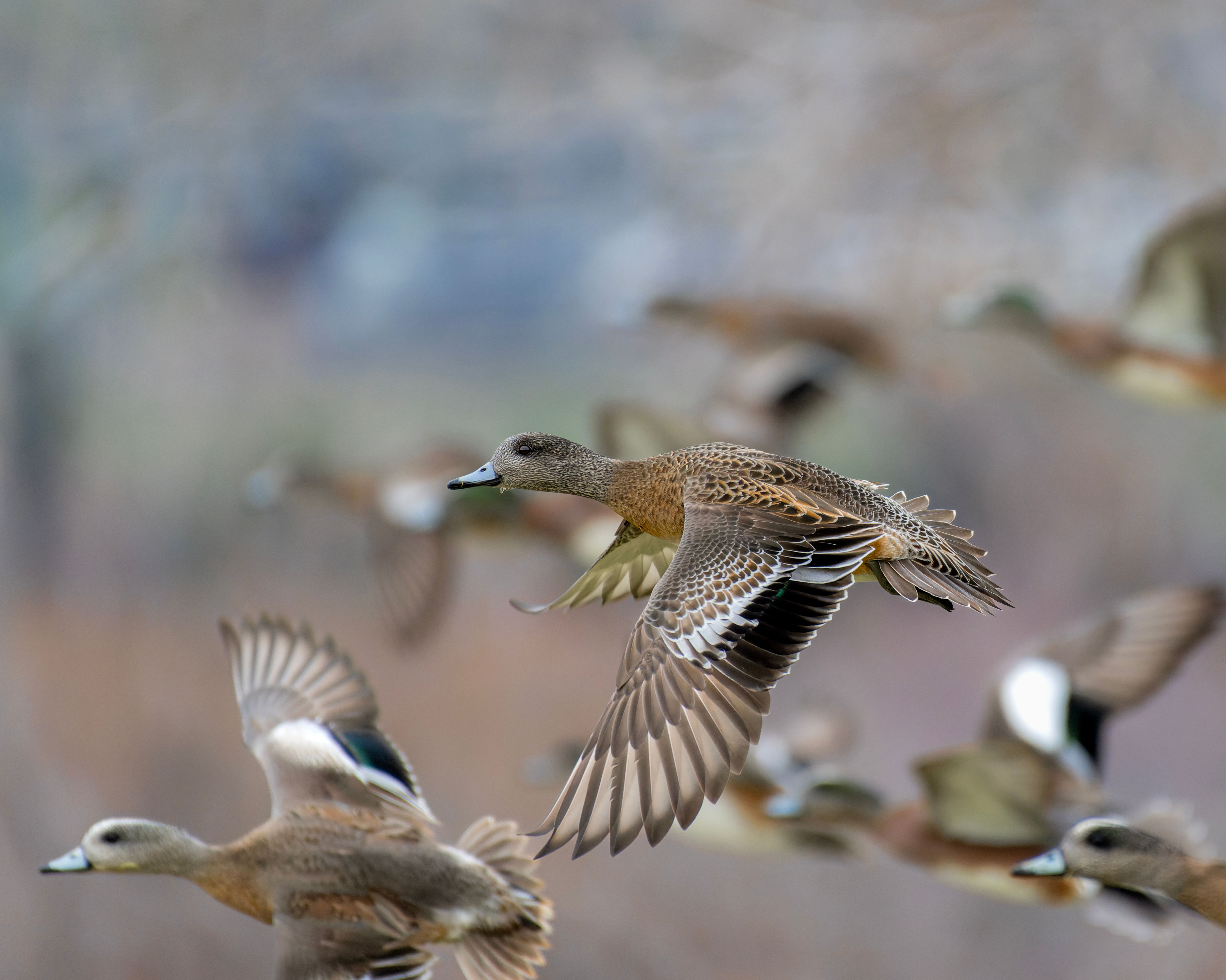 Group of Flying Ducks · Free Stock Photo