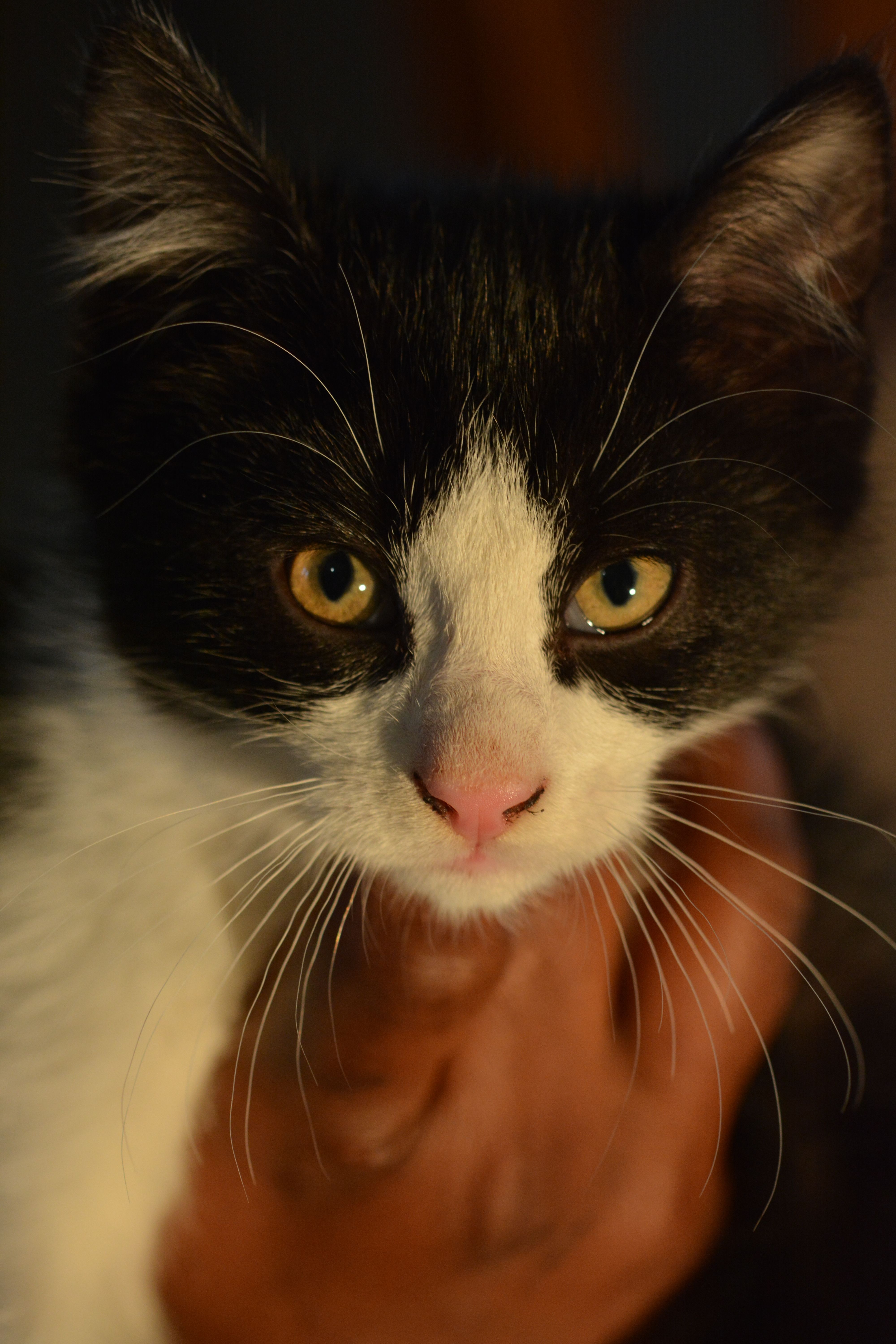 Closeup of a Cat Held in a Hand · Free Stock Photo