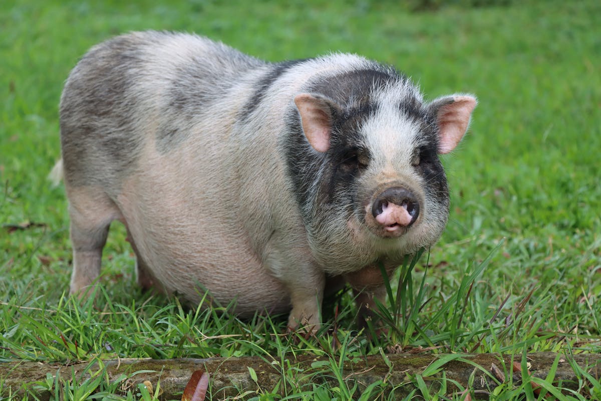 Pigs Intelligence vs Dogs: Cognitive Abilities Compared