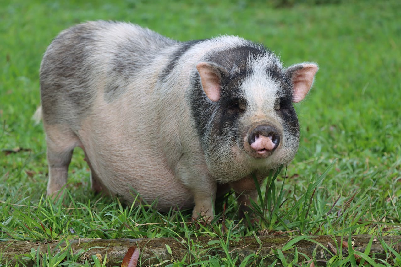 Pigs Intelligence vs Dogs: Cognitive Abilities Compared