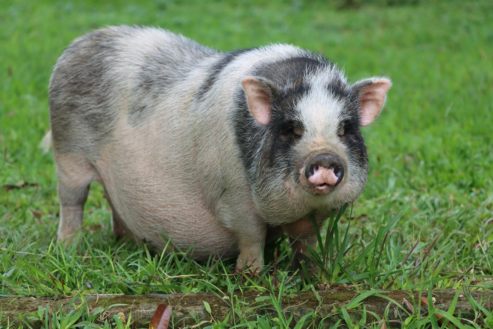 Ugly Pig Photos, Download The BEST Free Ugly Pig Stock Photos & HD Images