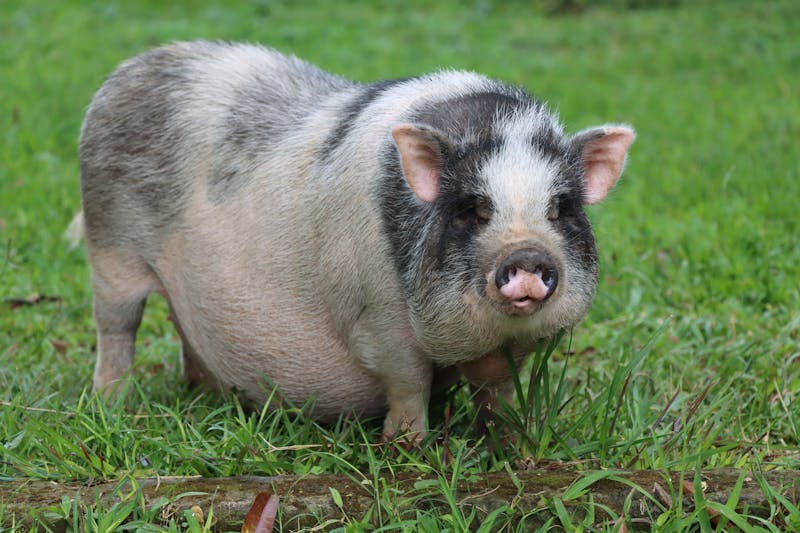 Ugly Pig Photos, Download The BEST Free Ugly Pig Stock Photos & HD Images