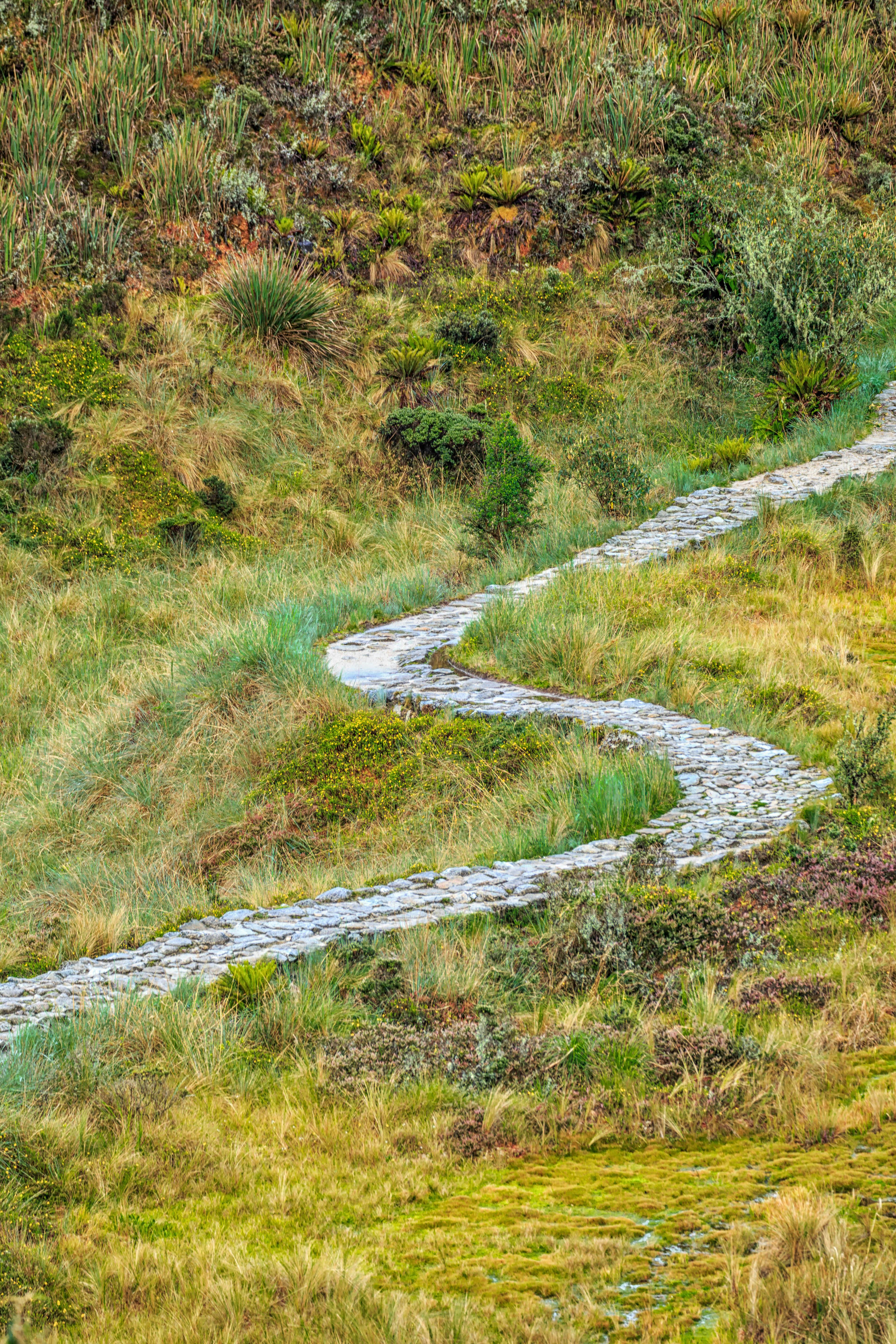 Footpath in a Grass Field · Free Stock Photo
