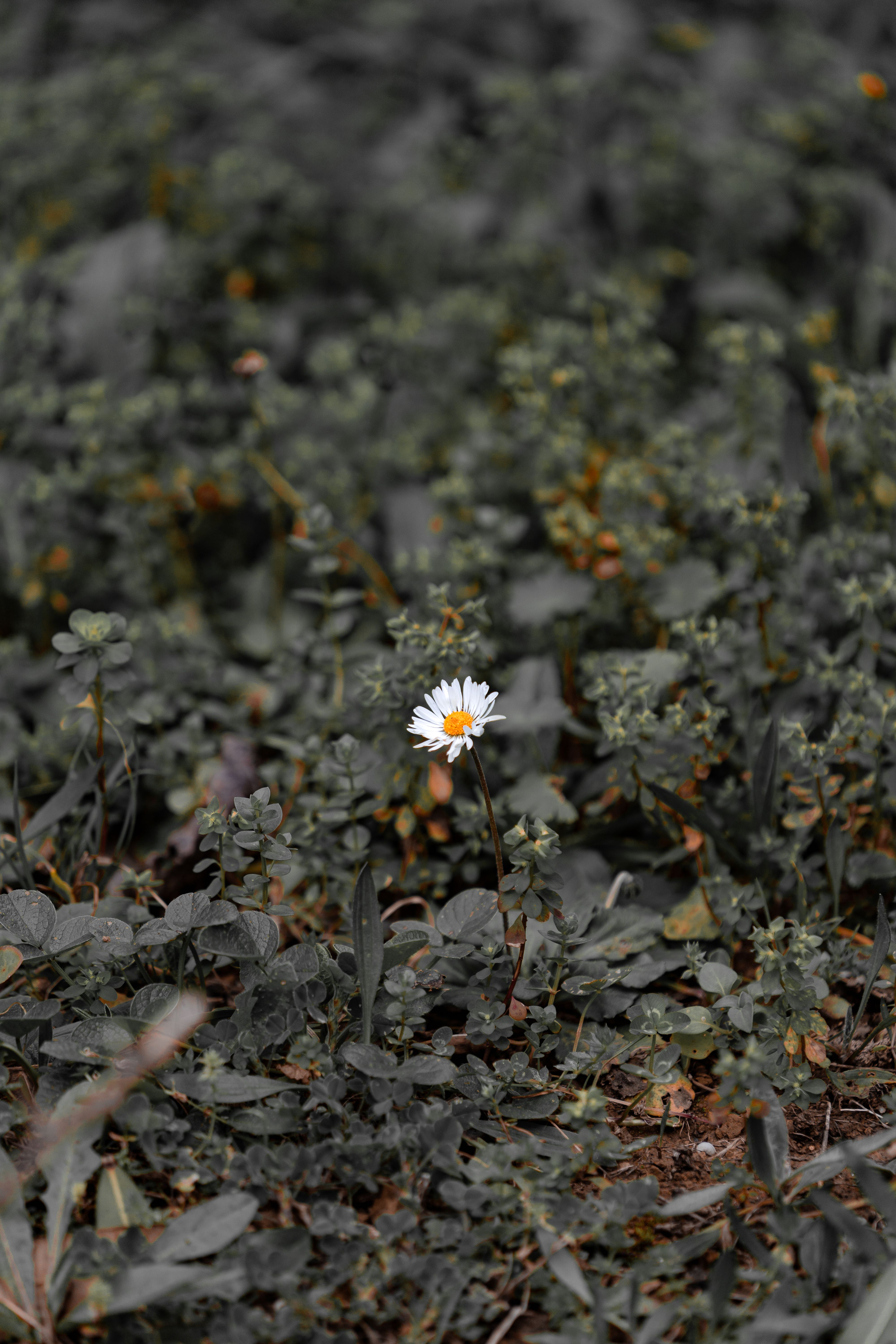 Singular Flower Photos, Download The BEST Free Singular Flower Stock ...