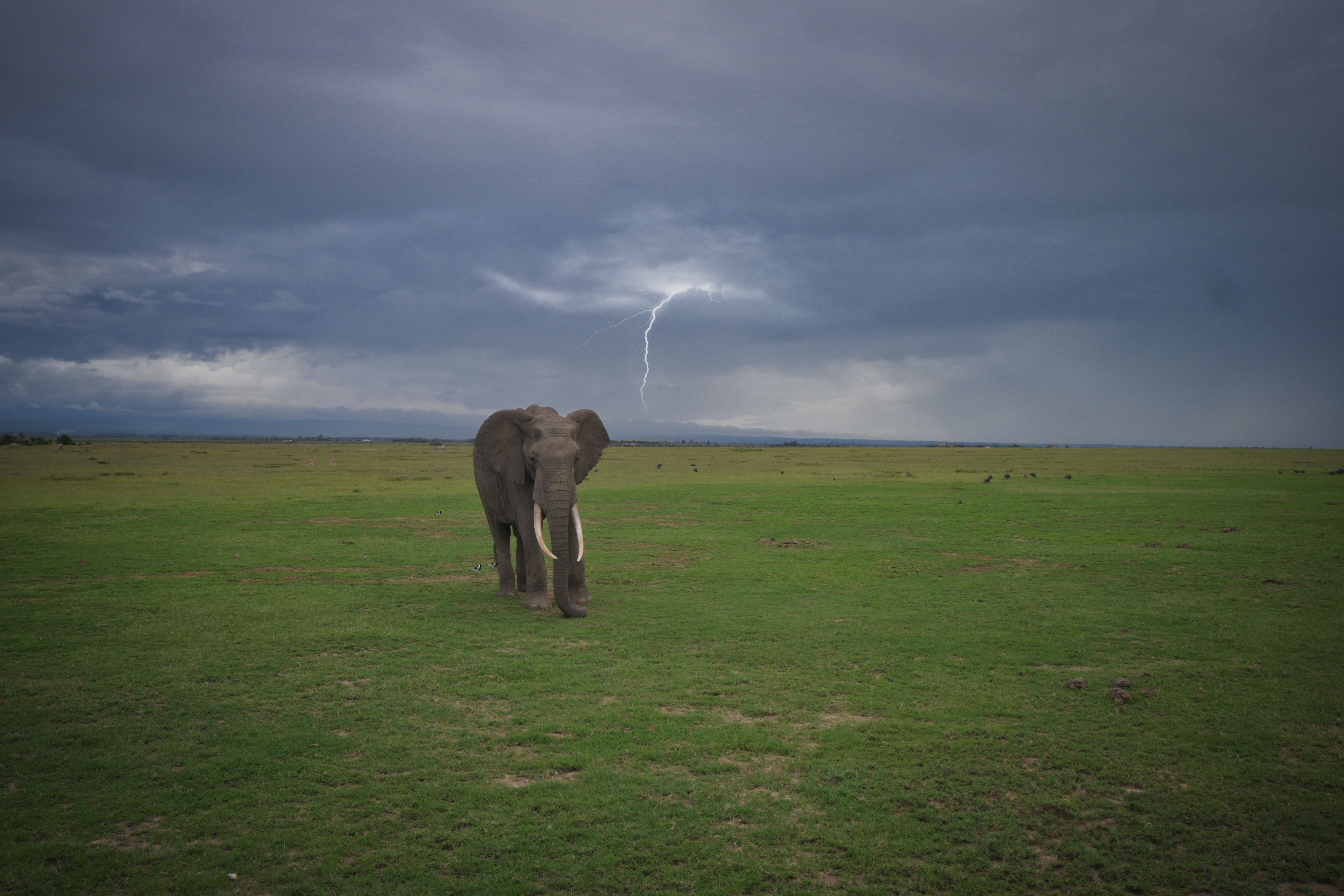 Wild Animal In Storm Photos, Download The BEST Free Wild Animal In ...