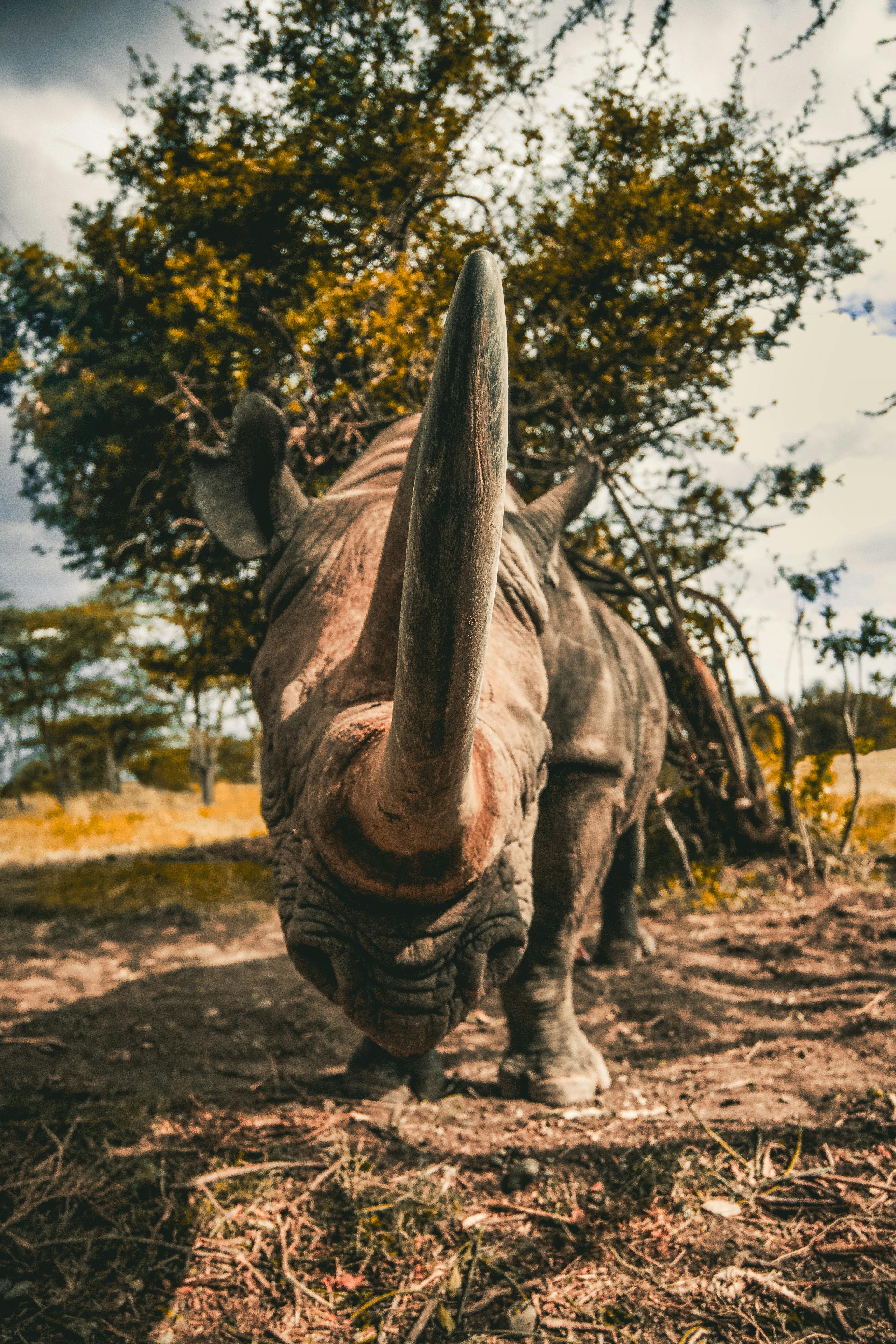 Rhino Tree Photos, Download The BEST Free Rhino Tree Stock Photos & HD ...