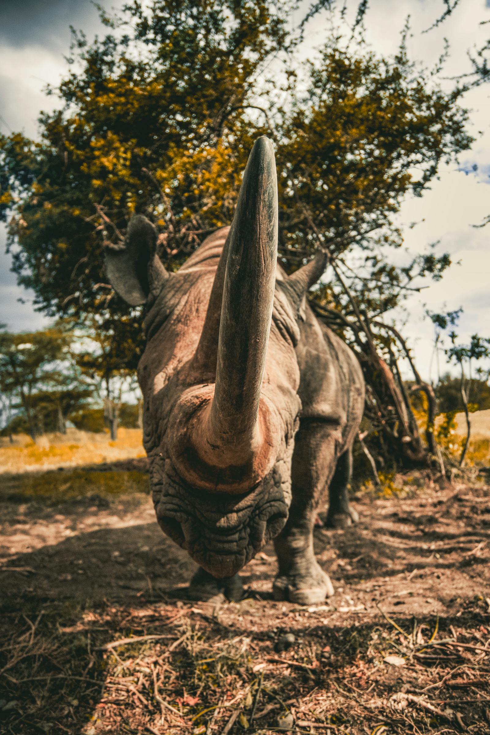 Rhino Tree Photos, Download The BEST Free Rhino Tree Stock Photos & HD ...