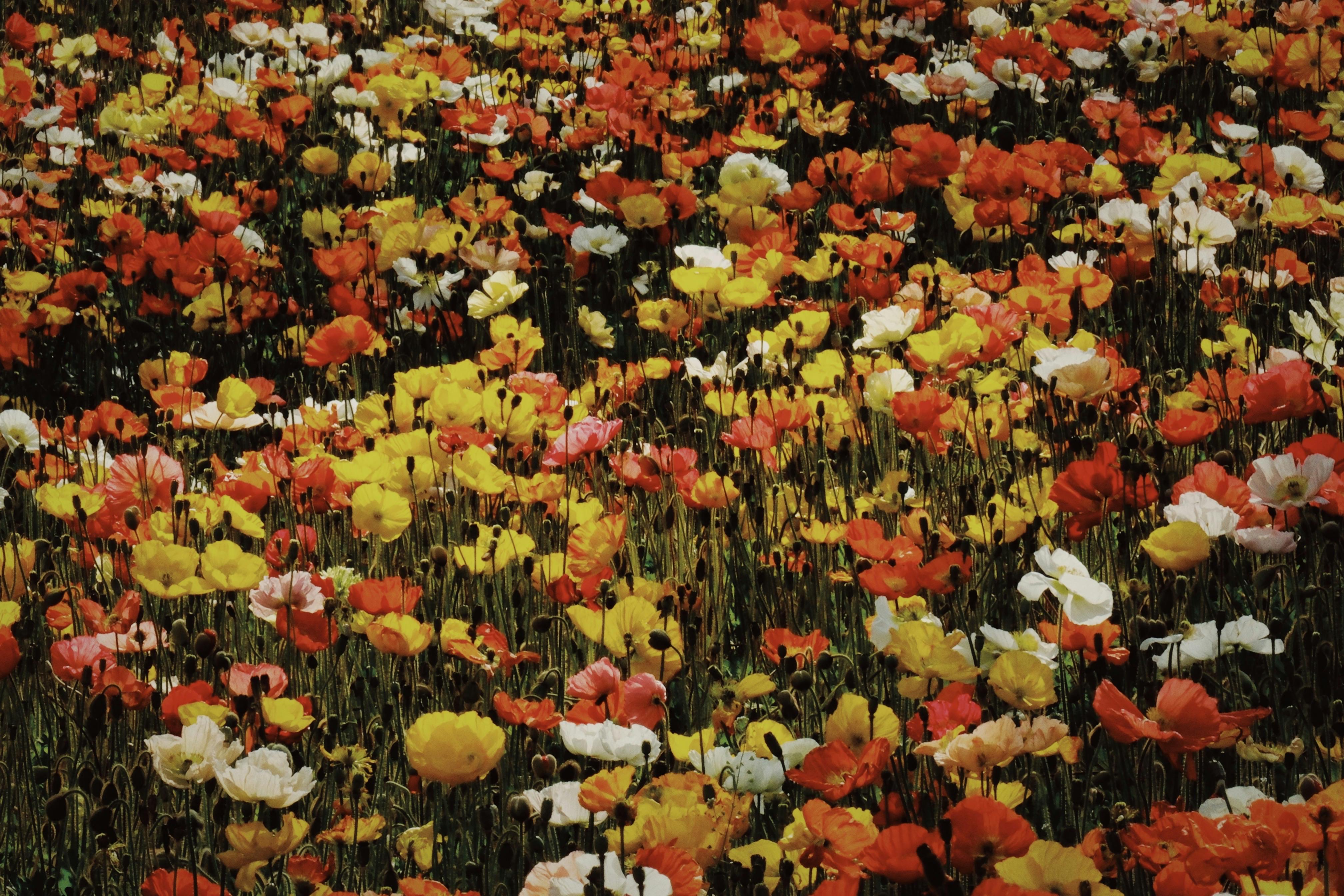 Field of Colorful Poppies · Free Stock Photo