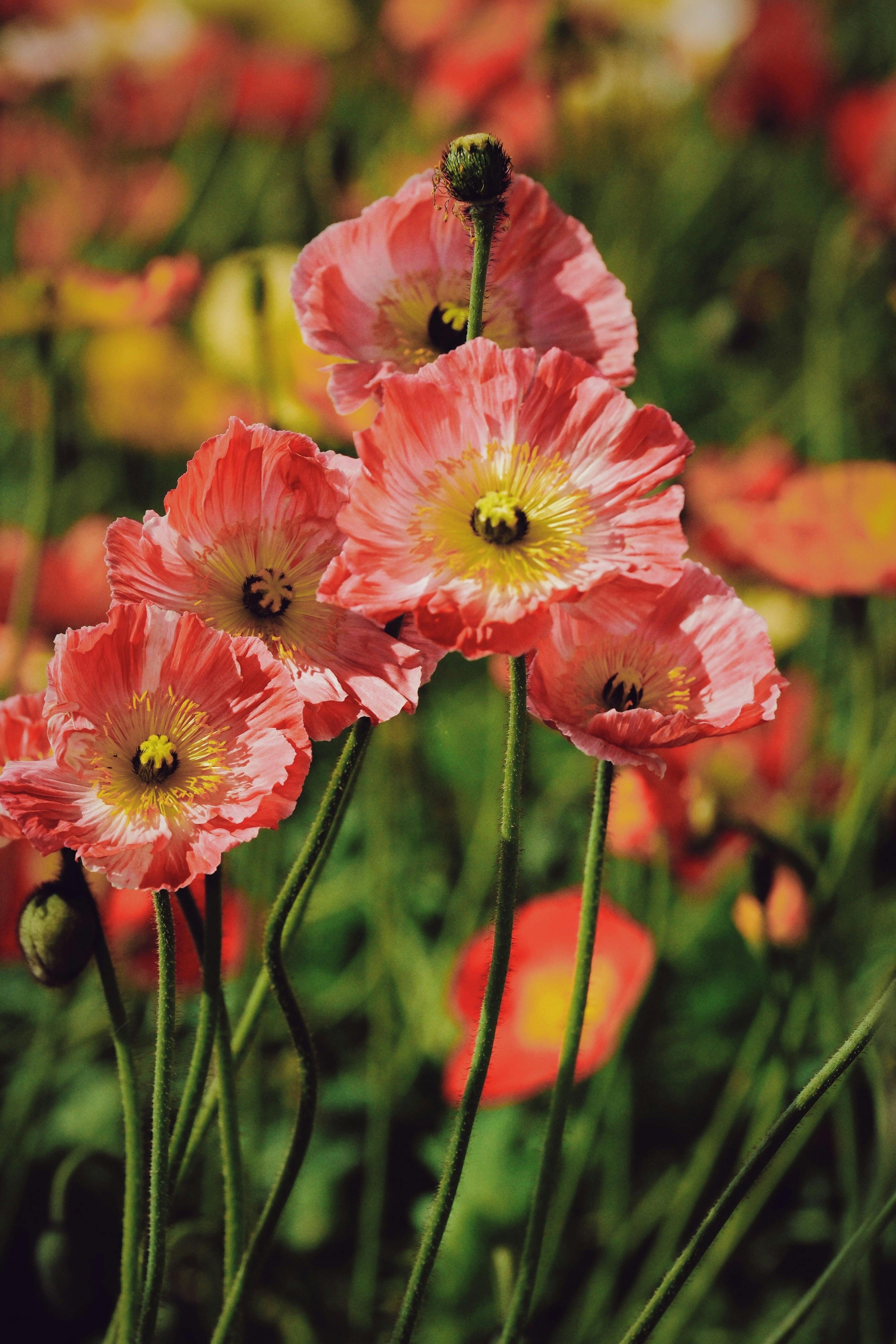 Pink Poppy Flowers · Free Stock Photo