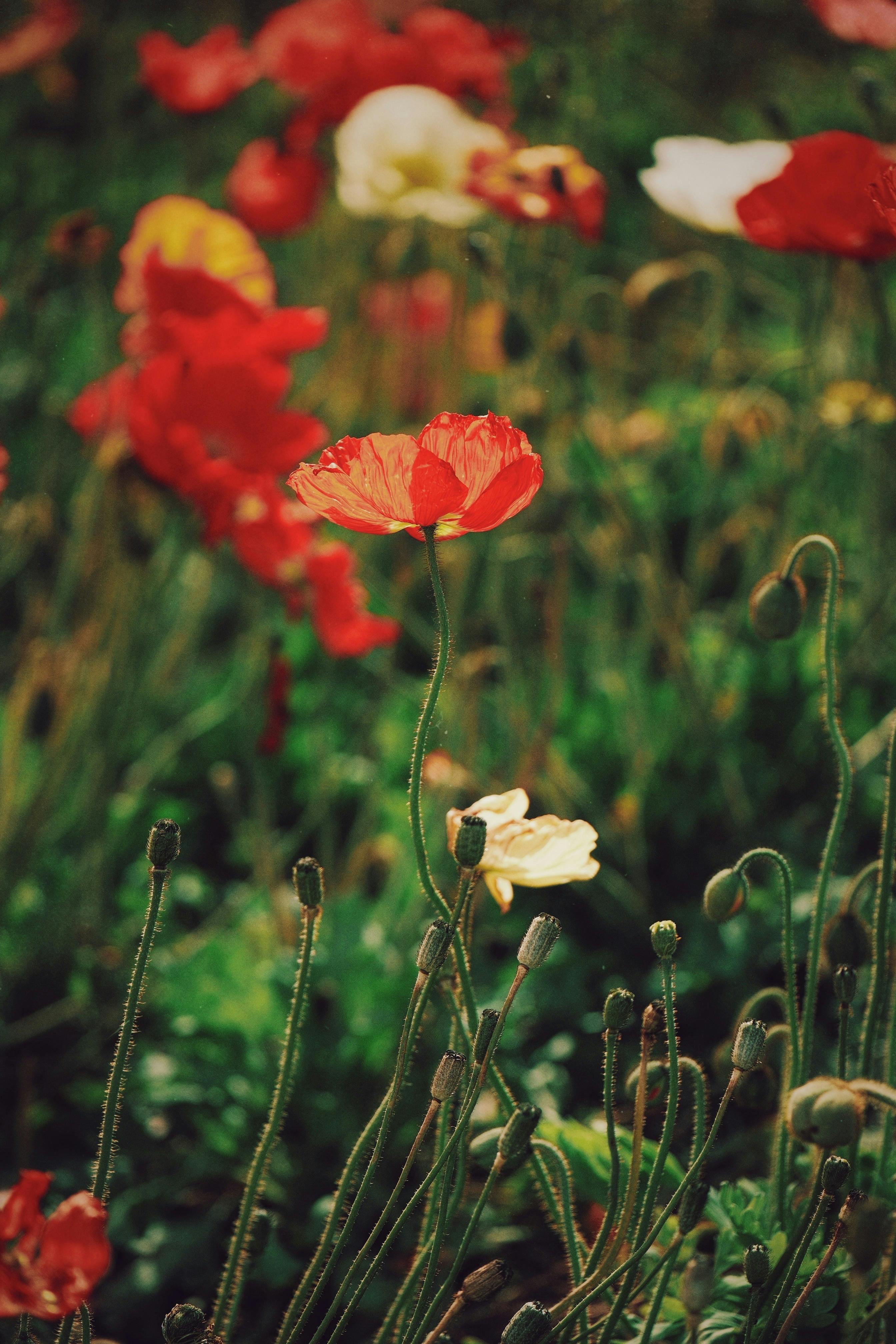 Indigenous Poppy Photos, Download The BEST Free Indigenous Poppy Stock ...