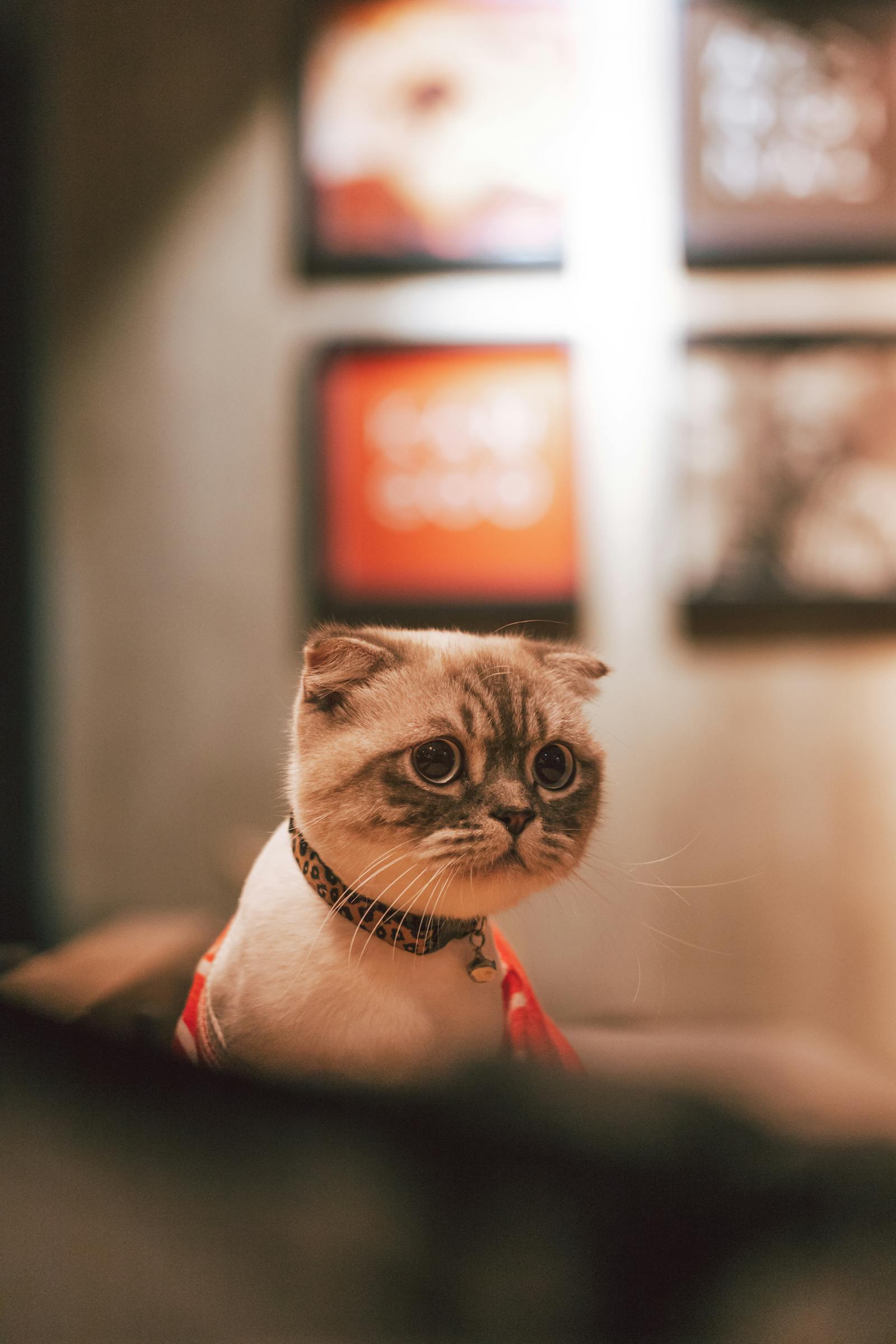 Collar Photos, Download The BEST Free Collar Stock Photos & HD Images