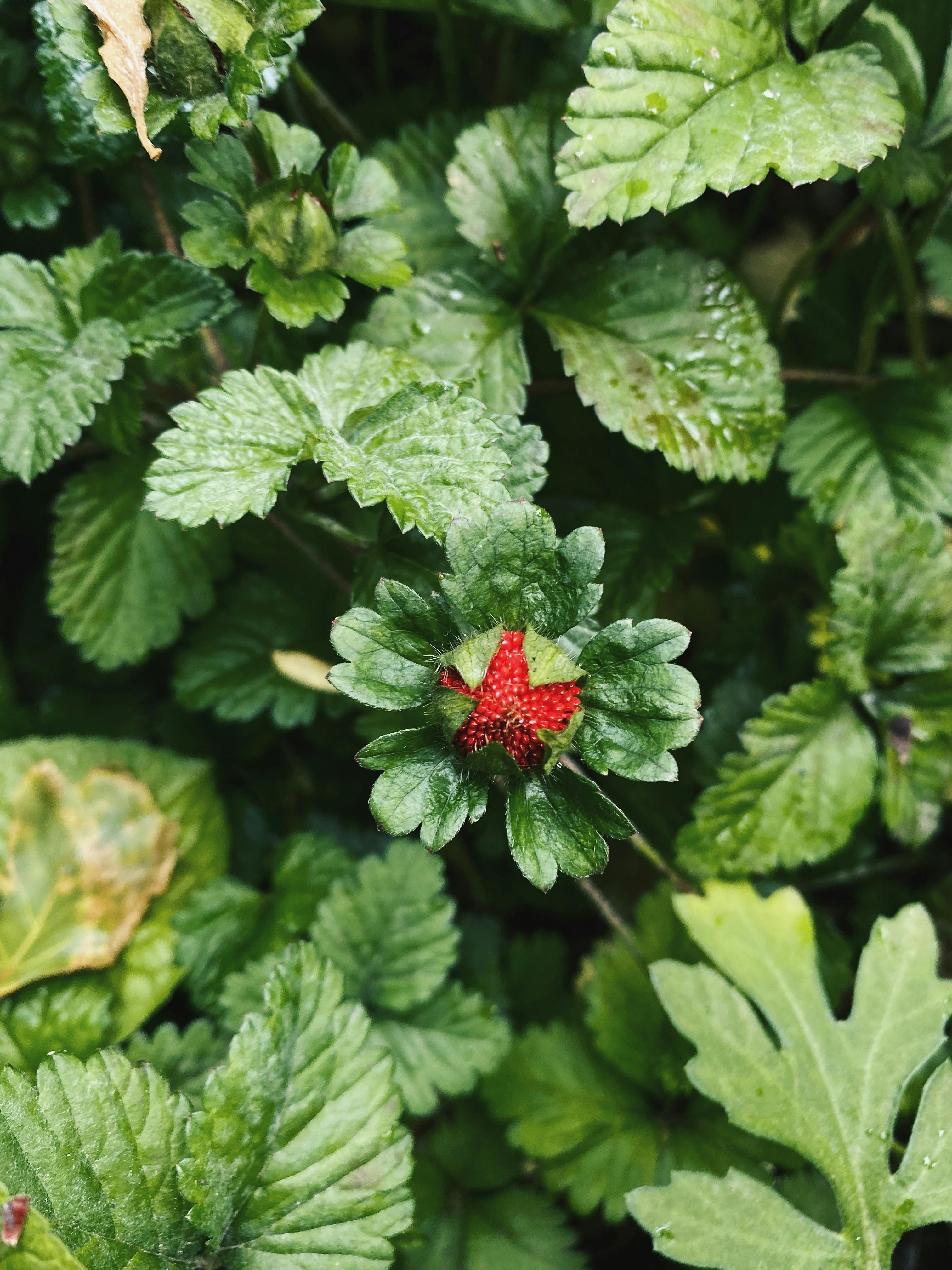 Small Berry Growing Between Leaves · Free Stock Photo